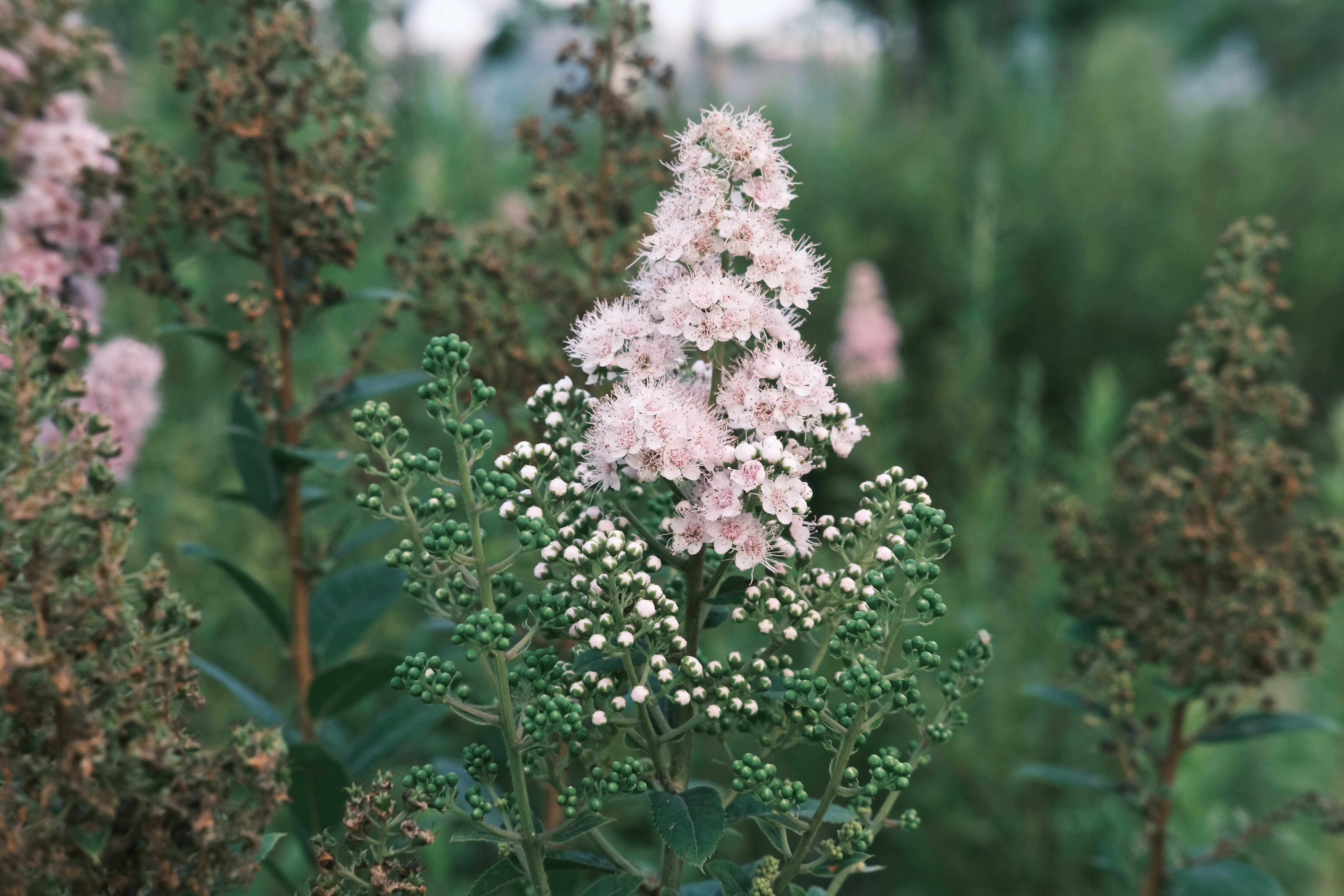 Blush Plumes in a Quiet Meadow