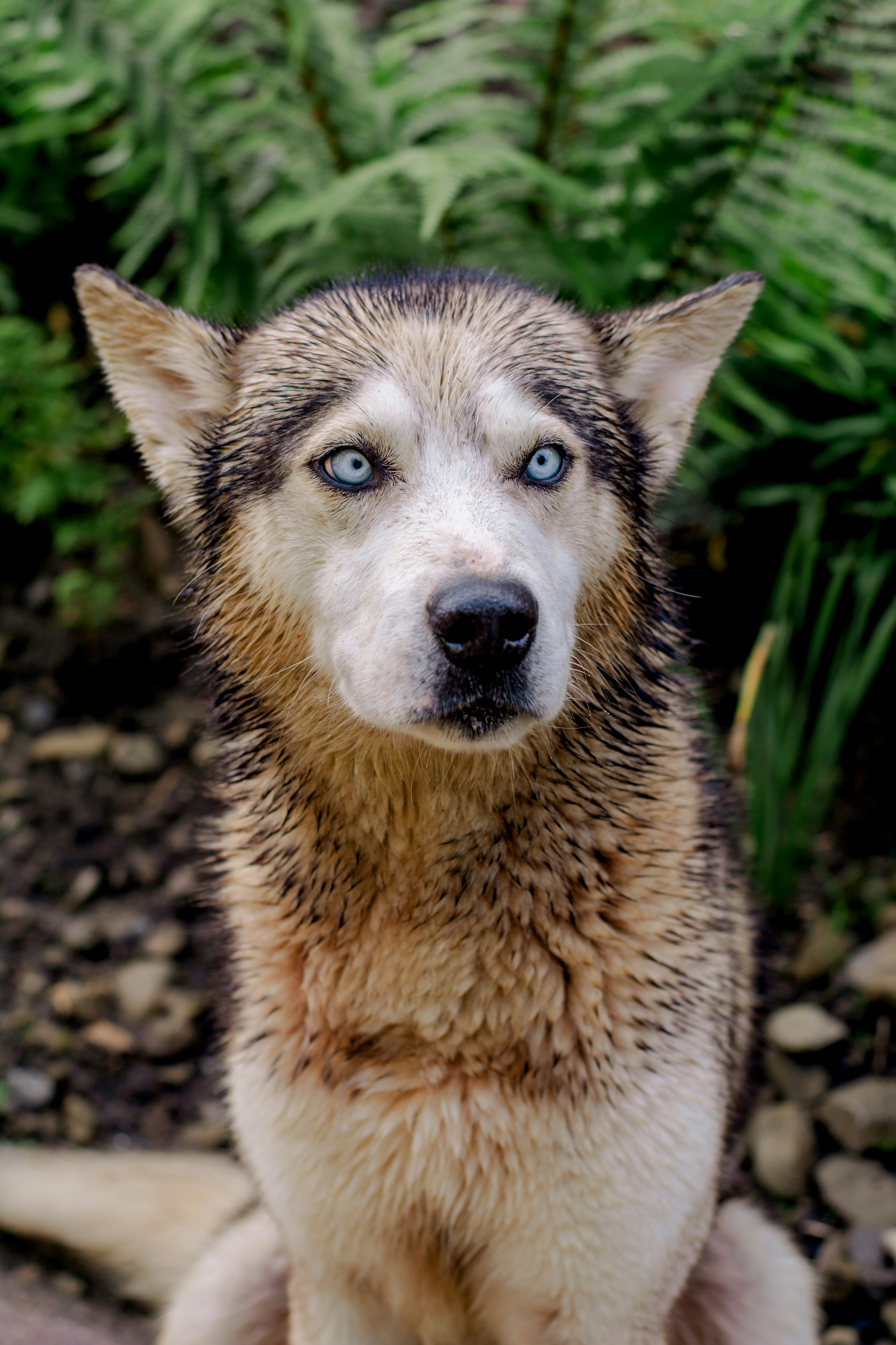 Blue-Eyed Husky Portrait: Quiet Gaze Amid Ferns