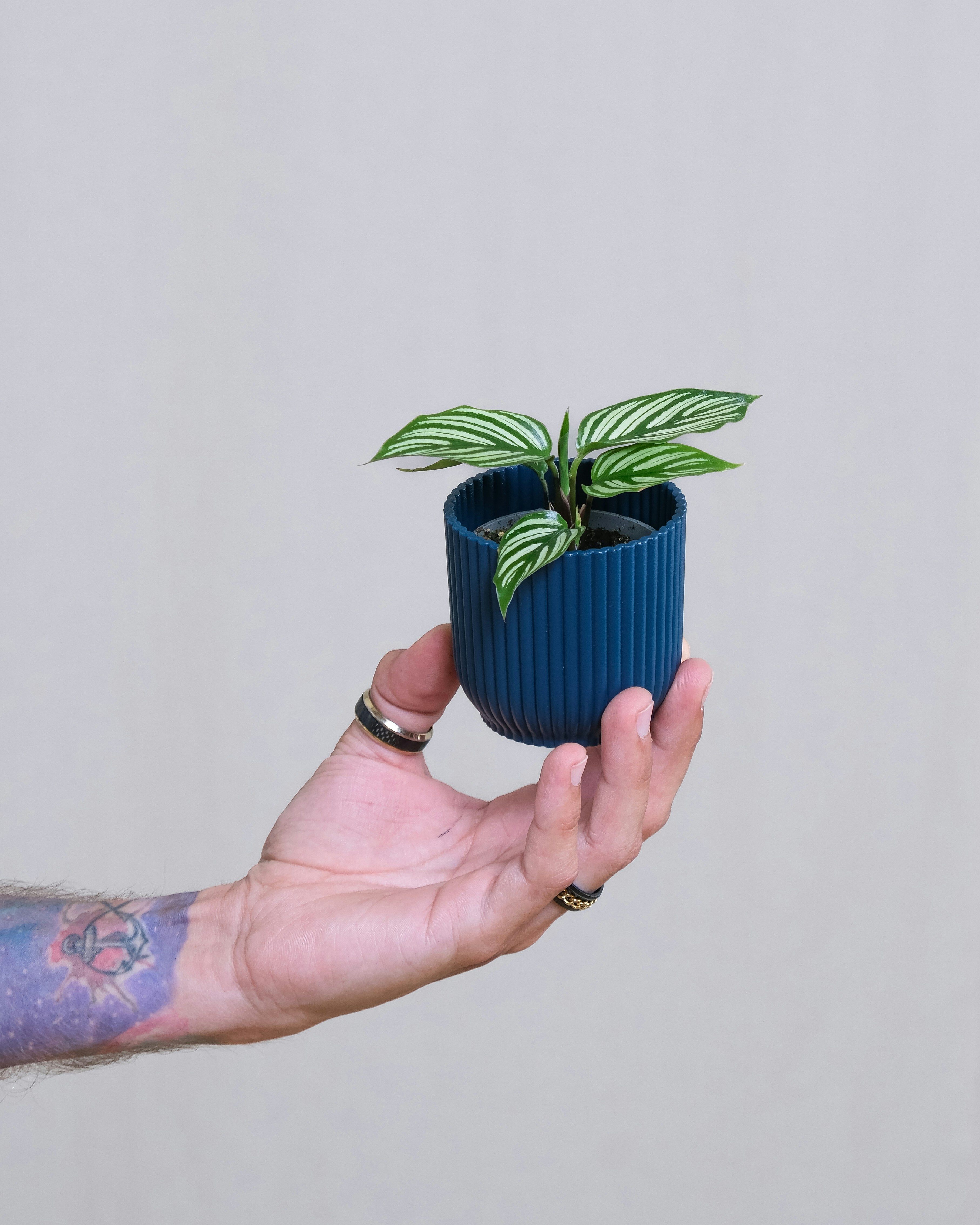 Cobalt Ribbed Pot, Striped Leaf: A Quiet Handheld Moment