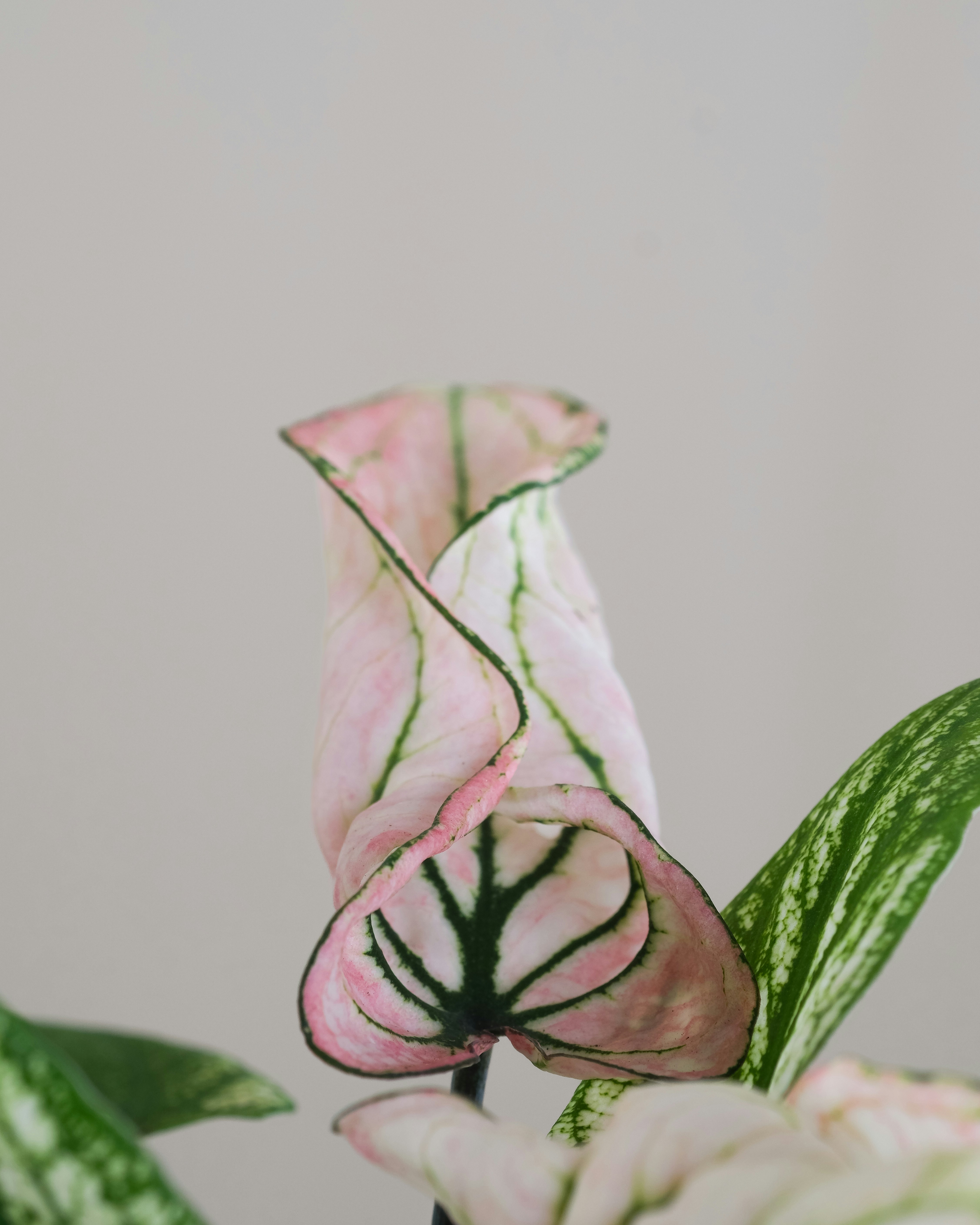 Veined Pink: A Close-Up of Caladium's Delicate Curl