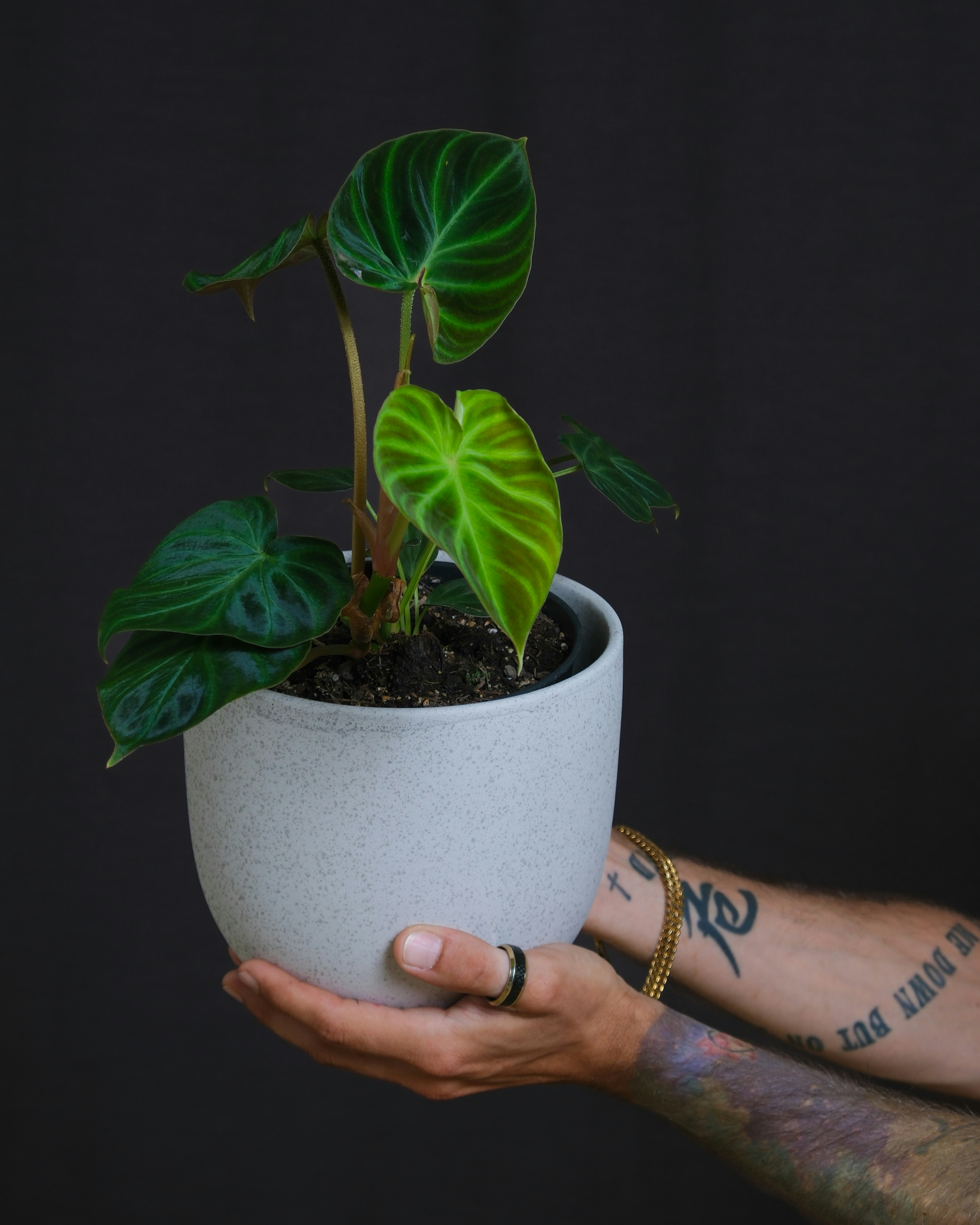 Neon-Green Foliage Cradled in a Ceramic Vessel