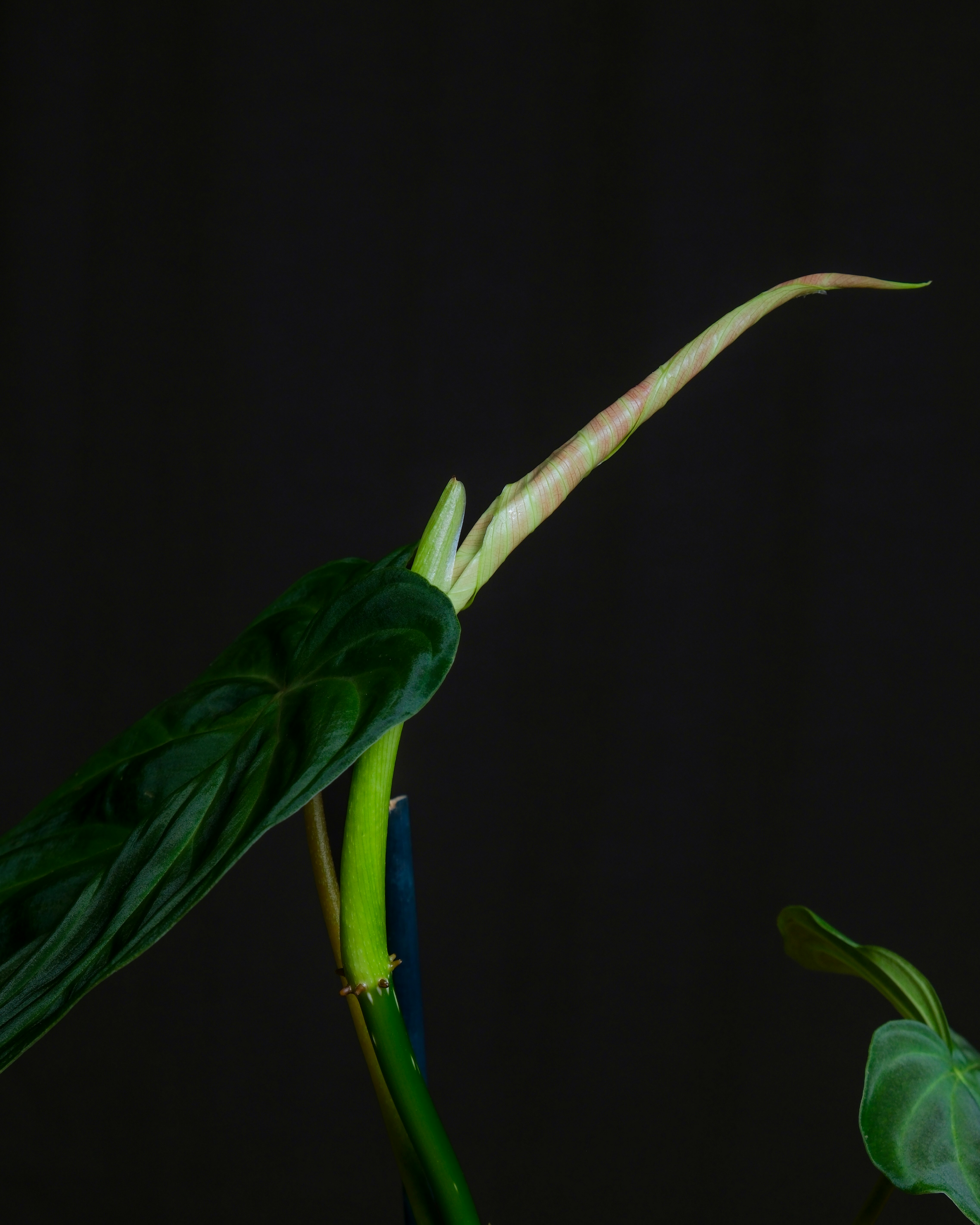 Raritätspflanze Philodendron splendid, neues Blatt.