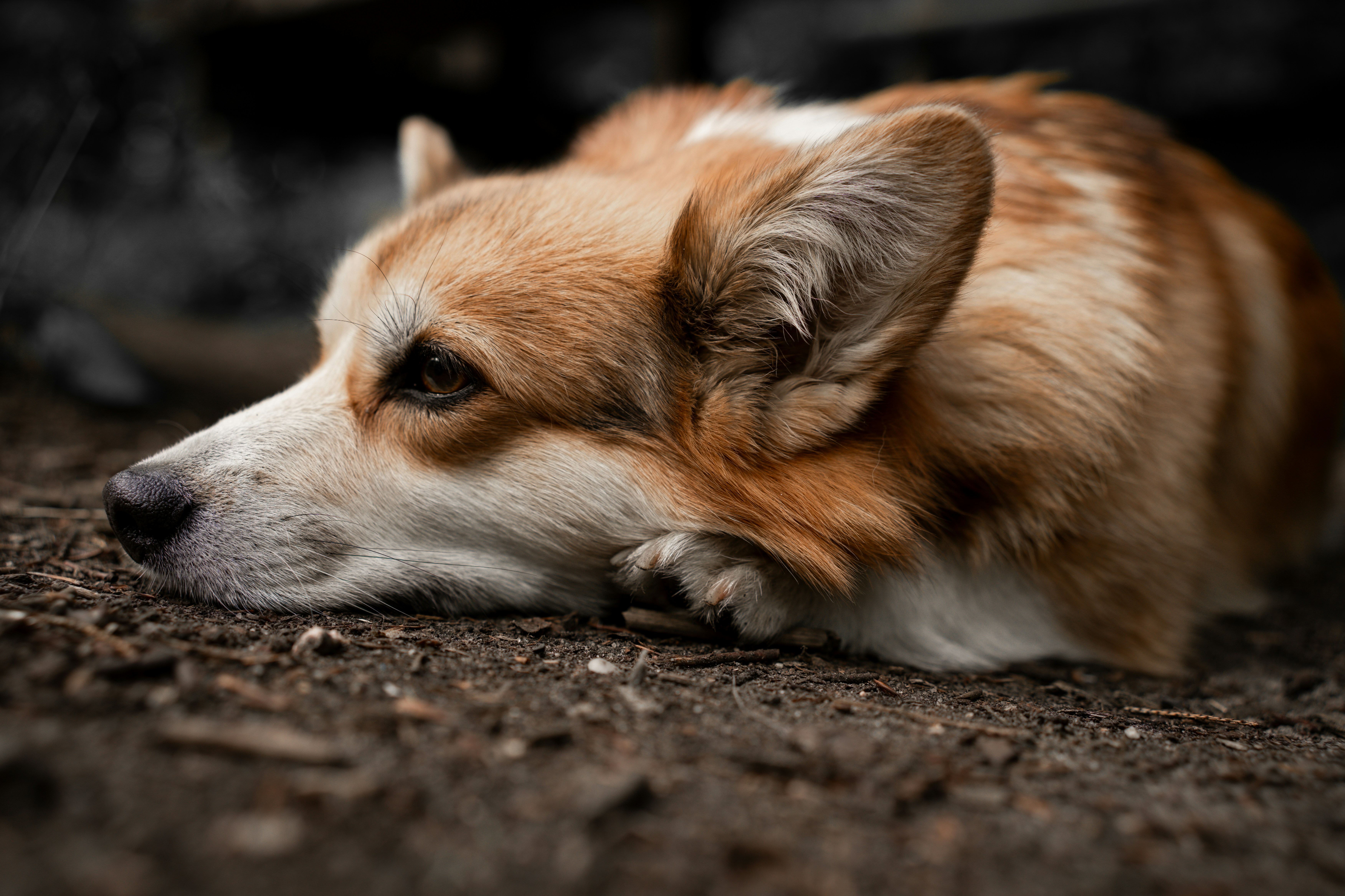 Earthbound Rest: The Corgi's Quiet Gaze on Muddy Ground