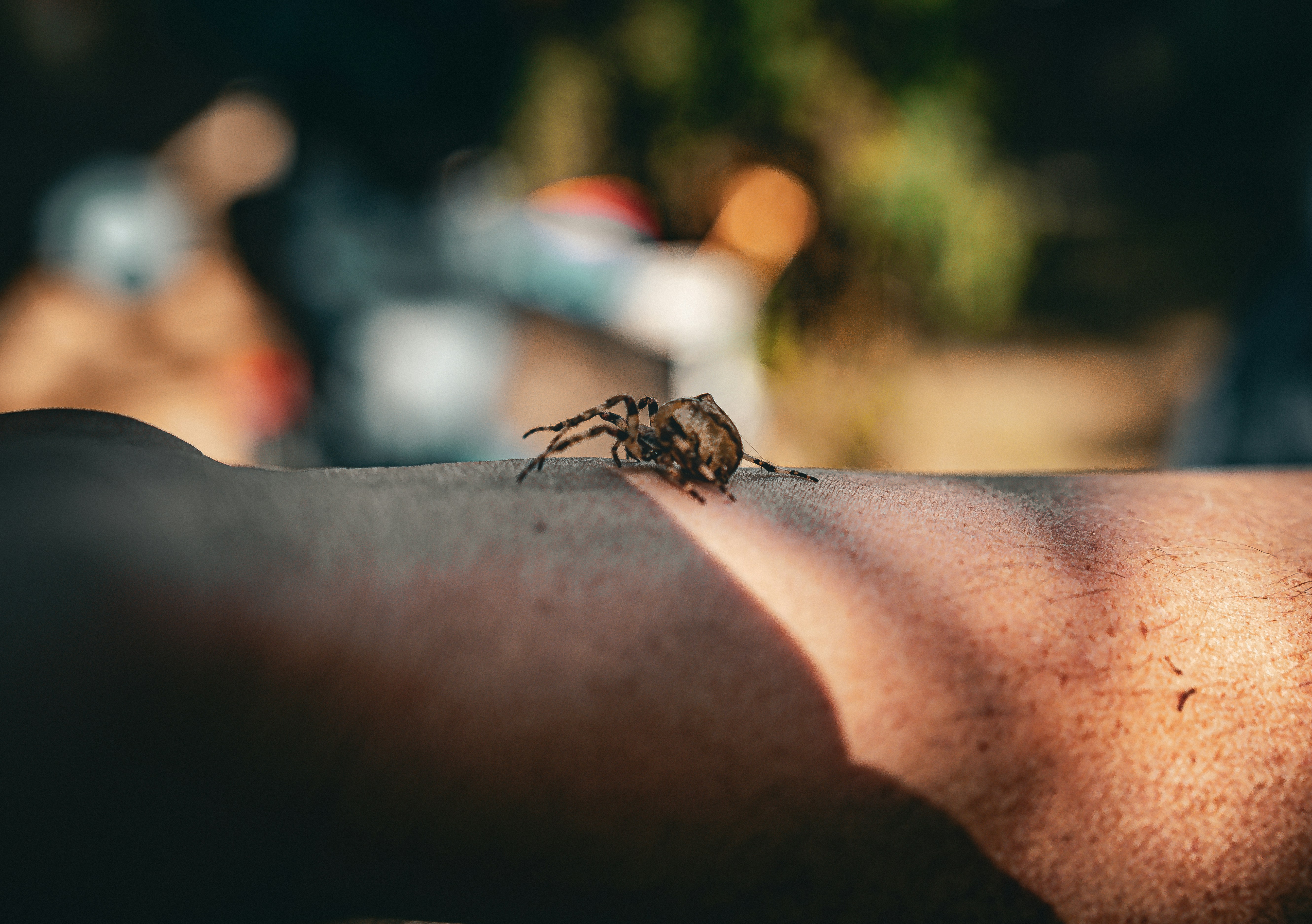Close-up on a lone spider crossing a sunlit skin shadow