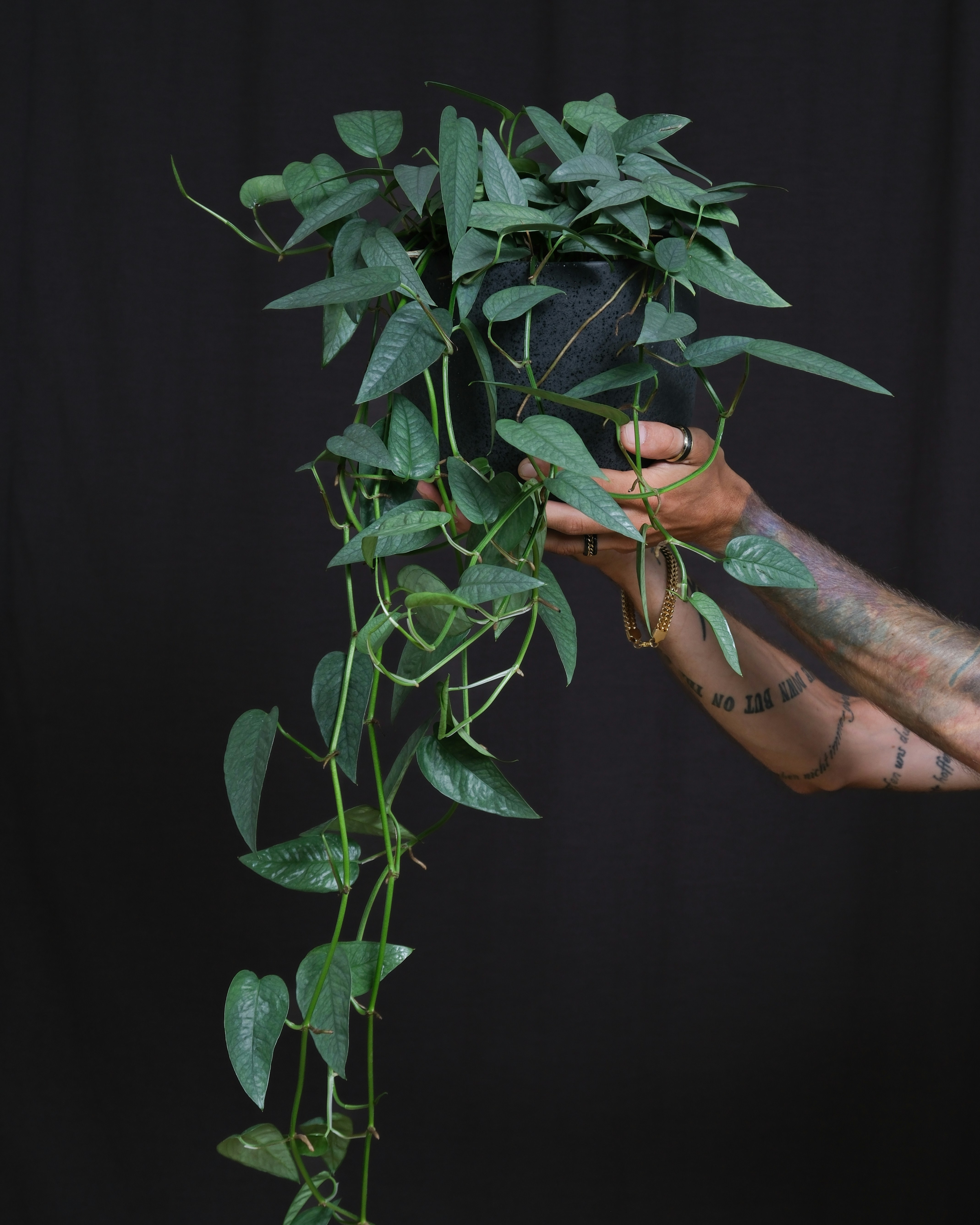 Grip and Green: A Tattooed Arm Cradles Pothos Against Velvet Darkness