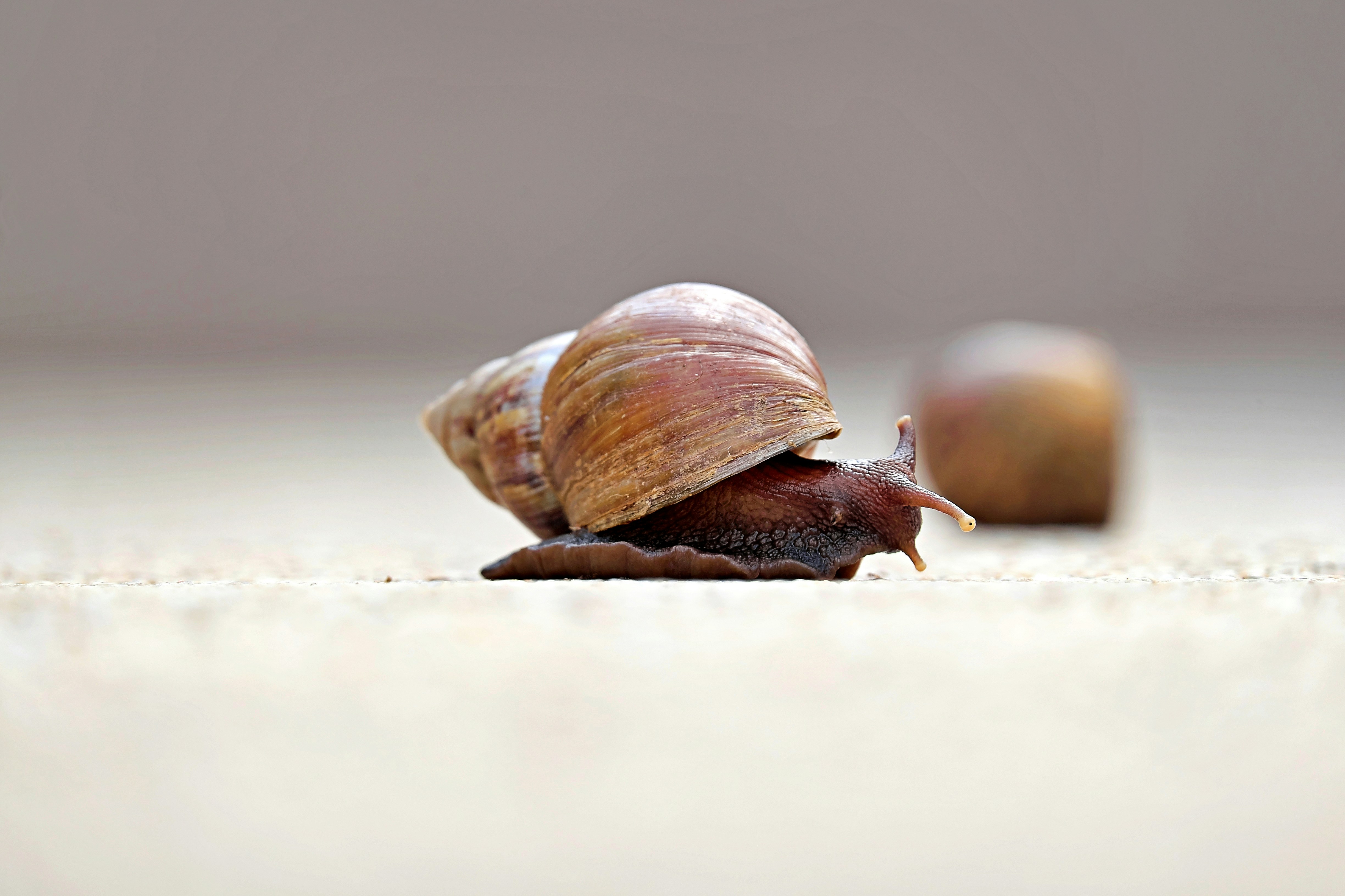 Foto Un primer plano de un caracol en el suelo – Imagen Insecto gratis ...