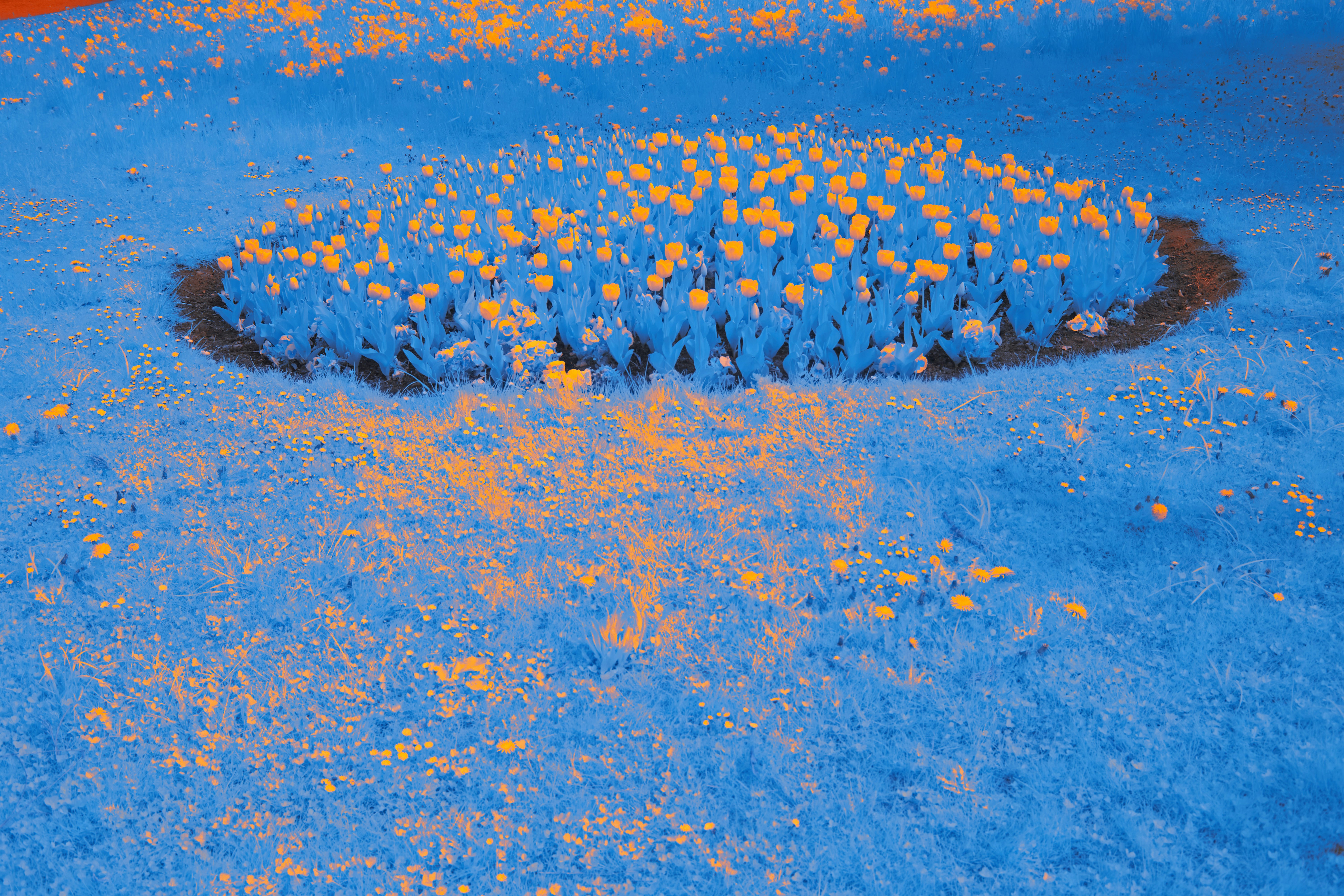 Halo of Gold Blooms in a Cobalt Field