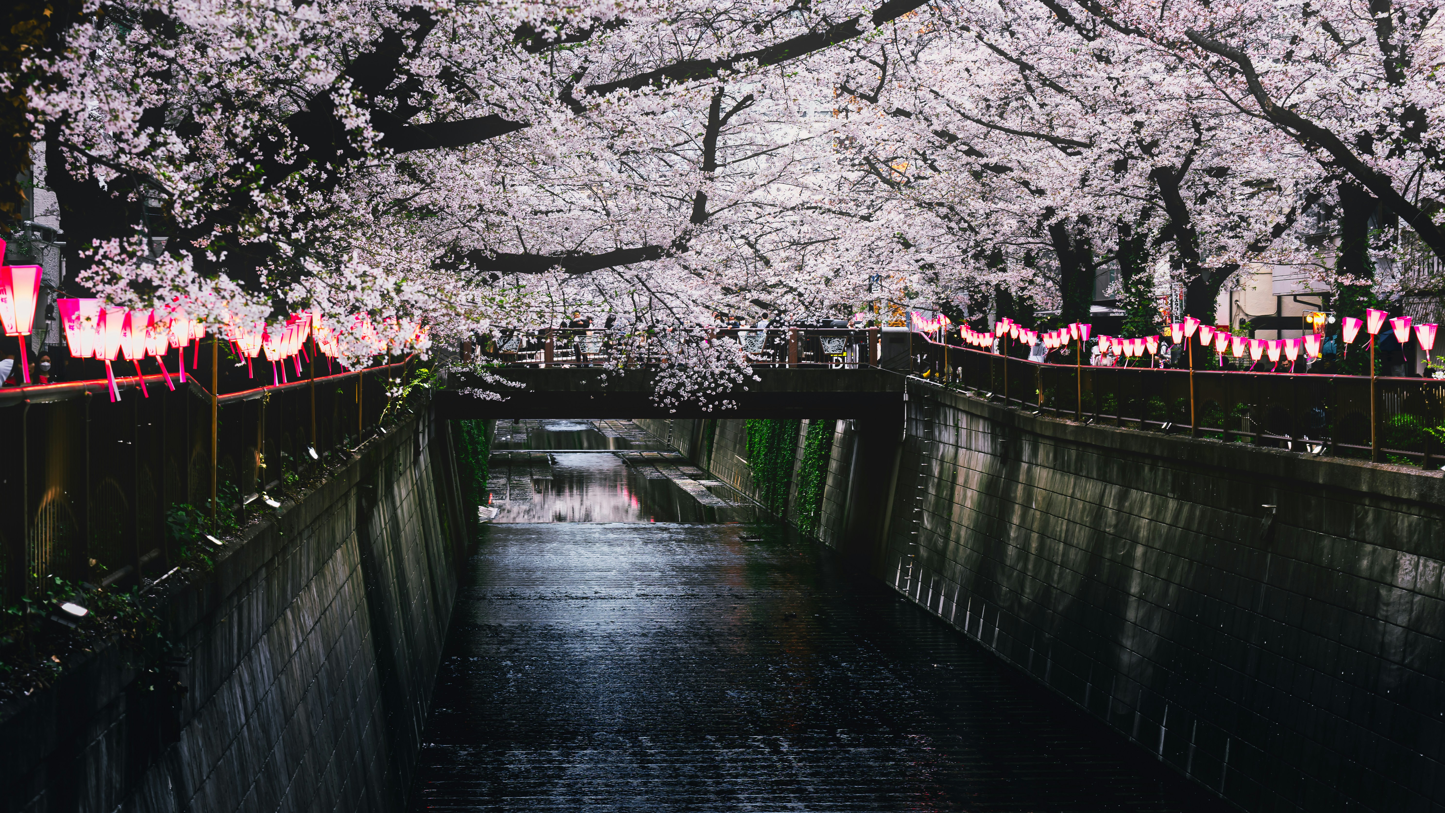 Lantern-Lit Sakura Canal: A Night Walk Under Pink Canopies