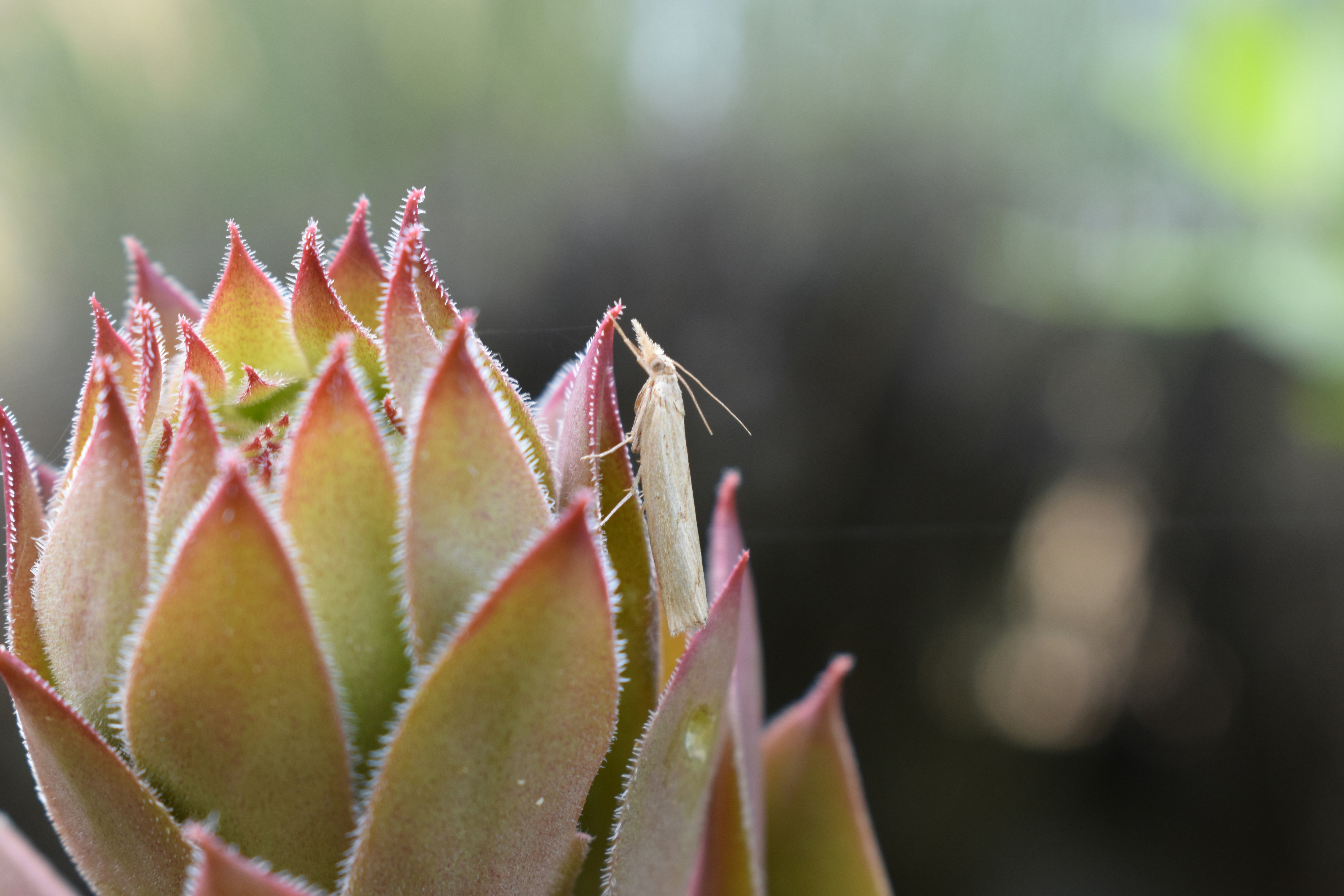 Crown of Spikes and a Tiny Visitor