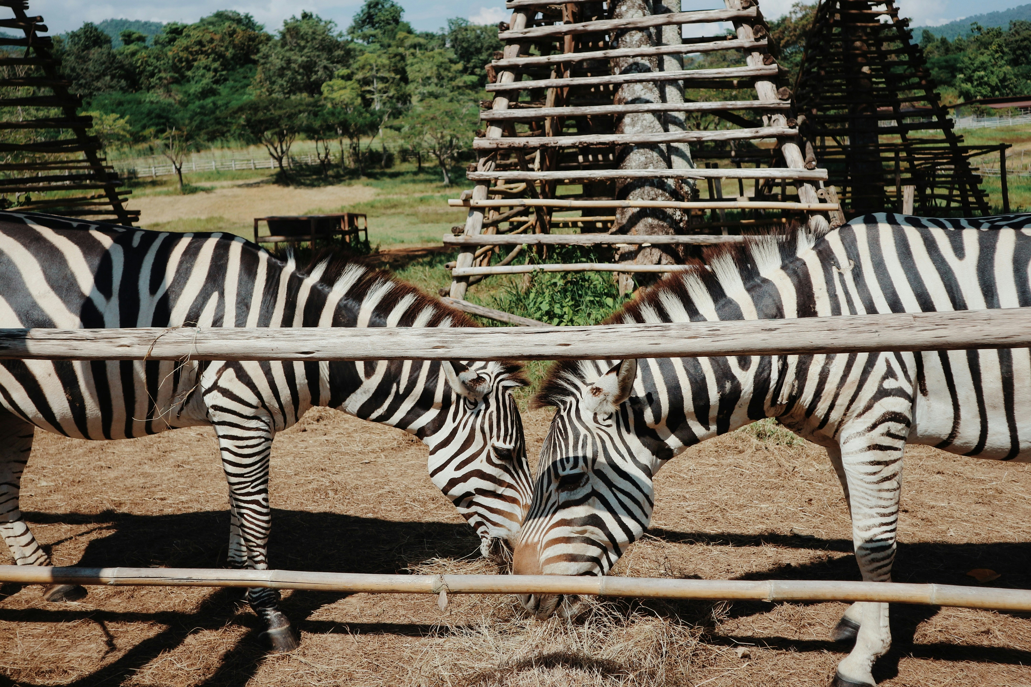 Midline Meeting: Two Zebras Share a Hay Moment Behind Wooden Rails