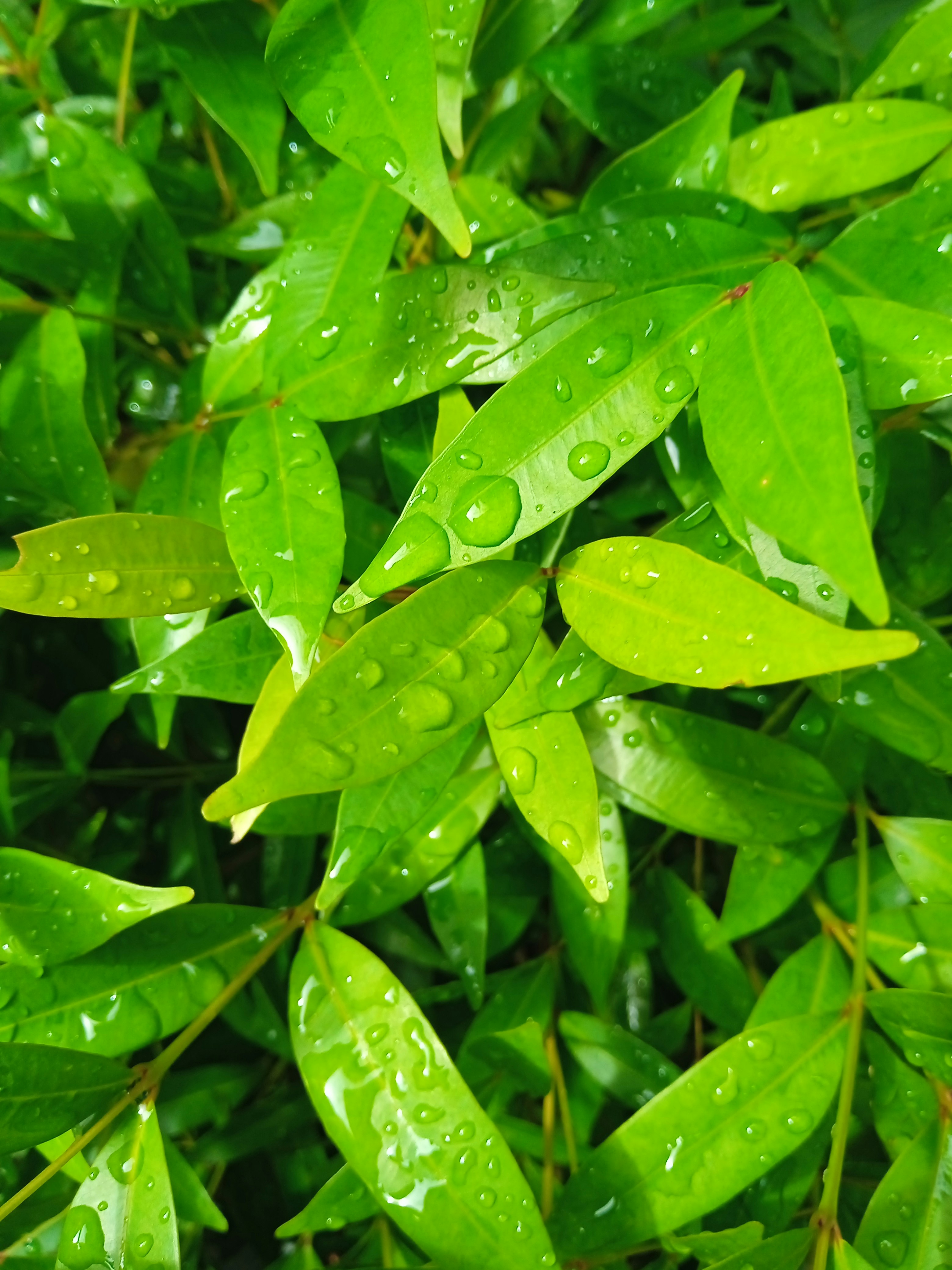 Green Plants Background Pictures | Download Free Images on Unsplash