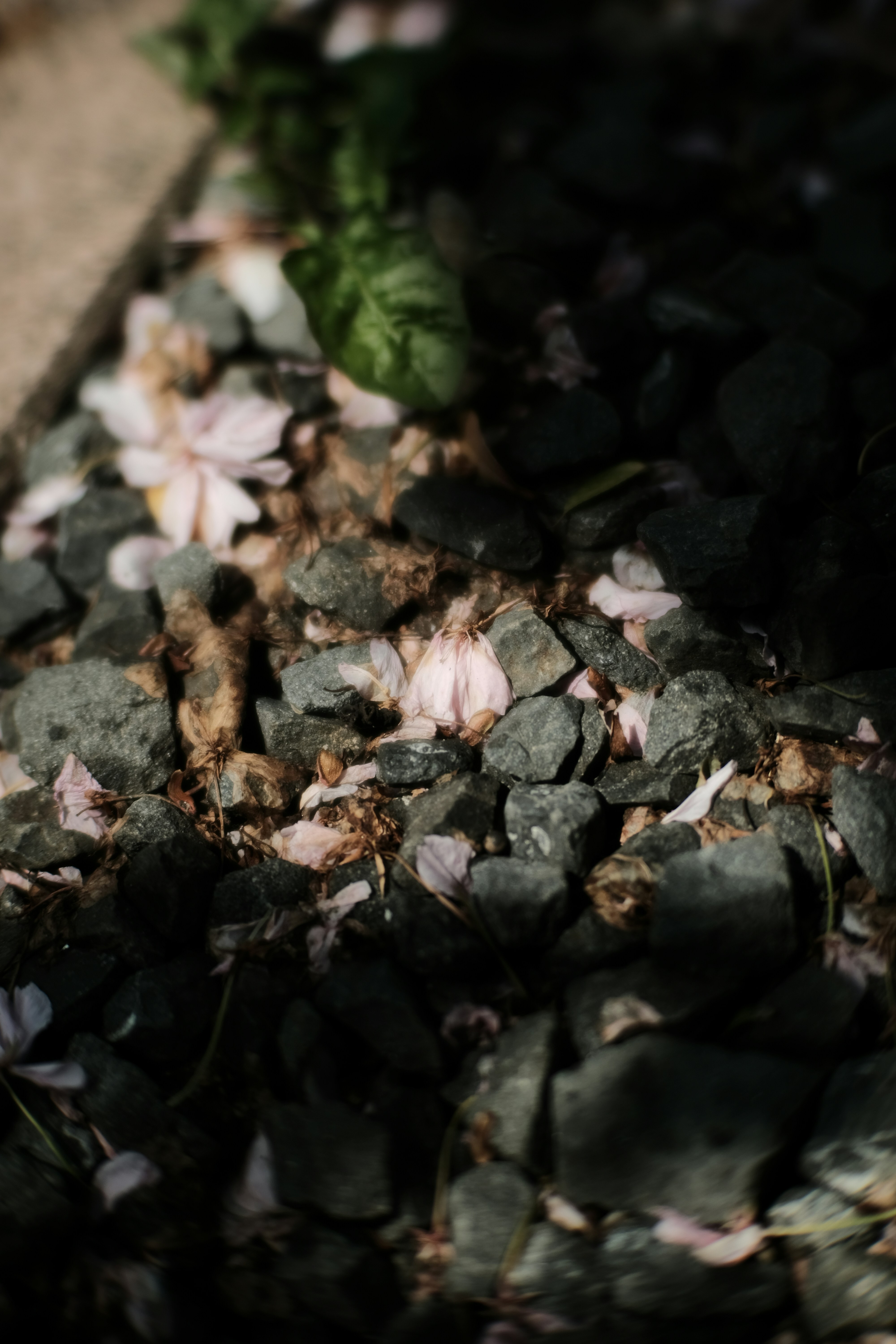 Petals among stones: a quiet spring walk captured in shadow