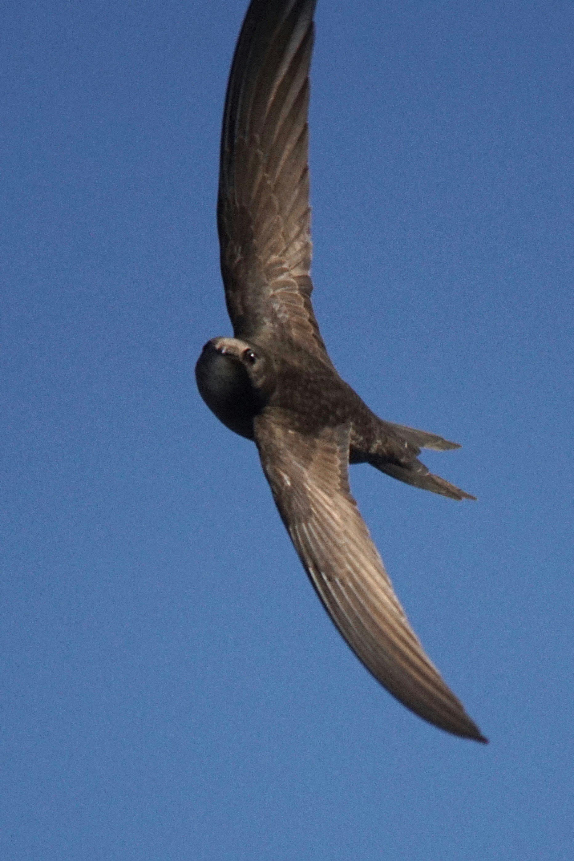 Python vs. Swift - What's the Difference? | This vs. That