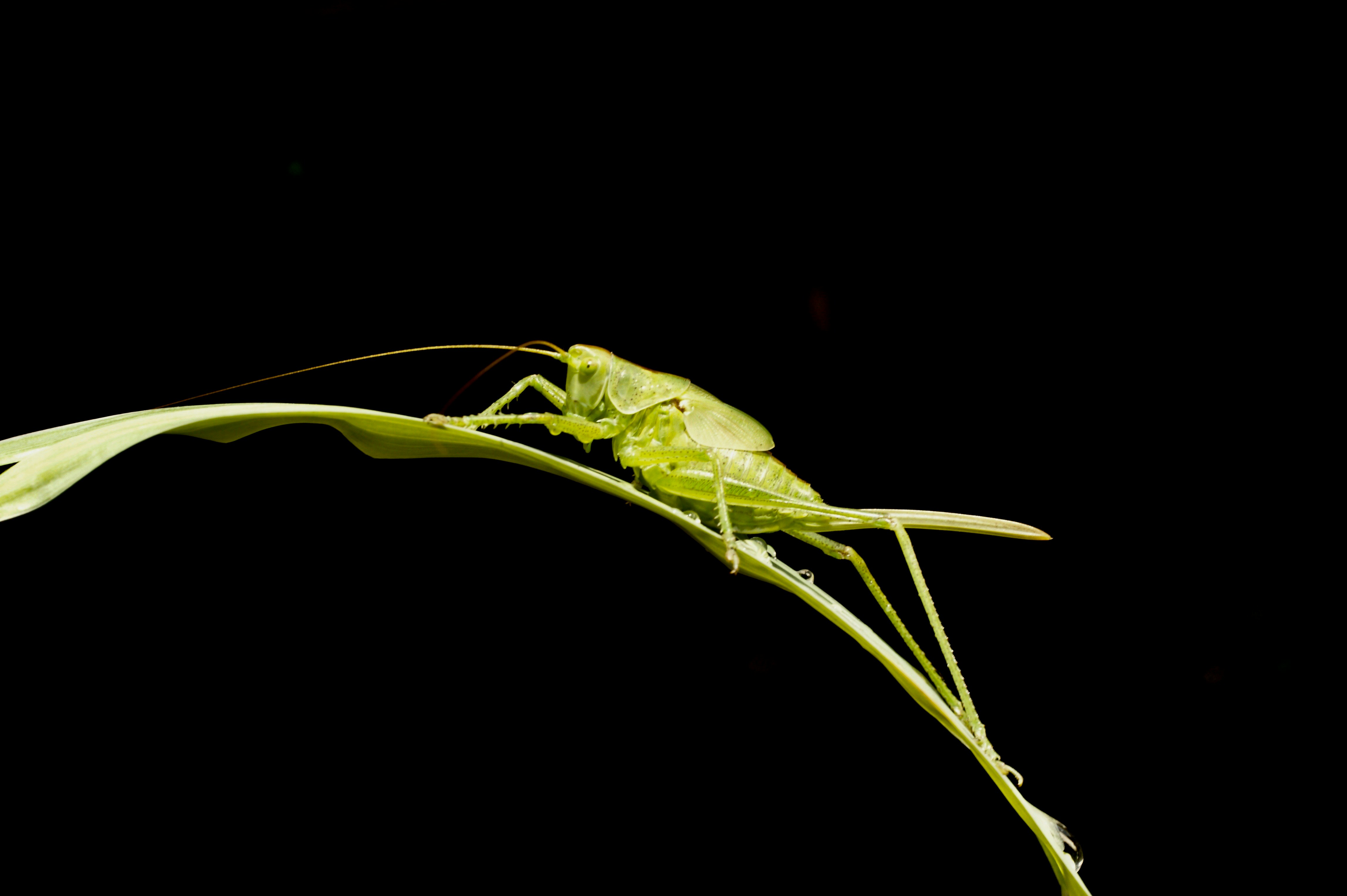 Un gran insecto verde sentado encima de una hoja foto – Imagen de ...