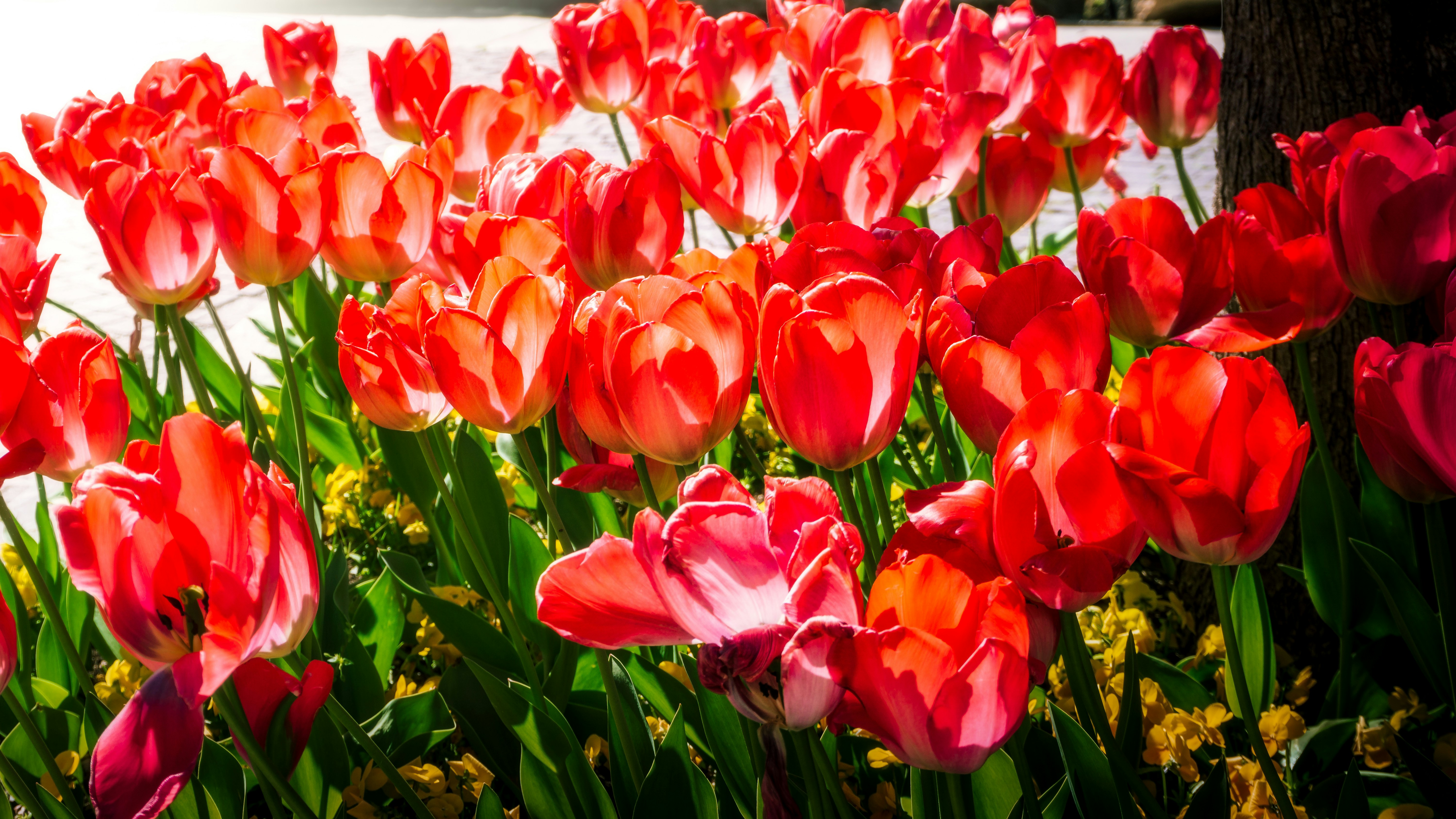 Crimson Tulips in Dappled Sunlight: A Sunlit Bed of Spring Color