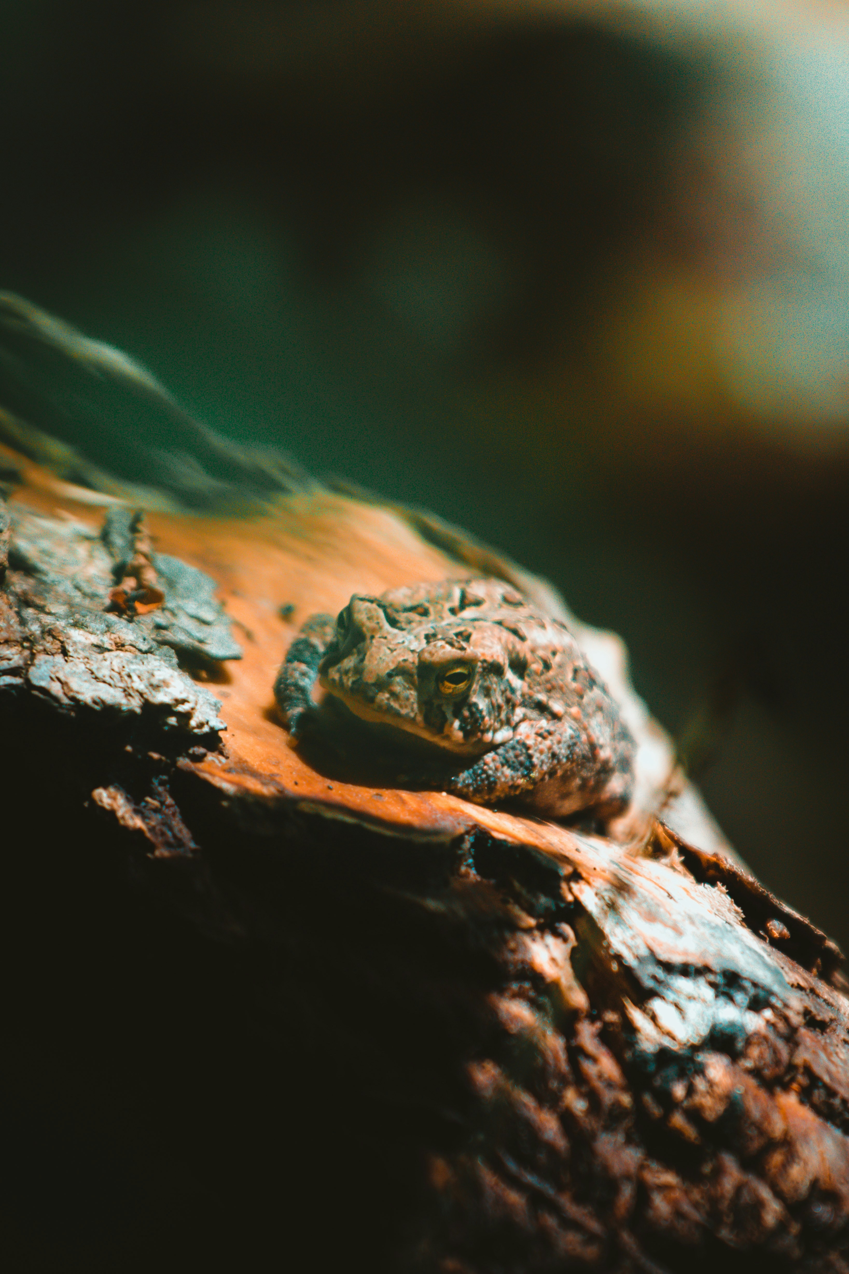 Dappled Shade Watcher: A Frog Resting on a Sun-Warmed Log