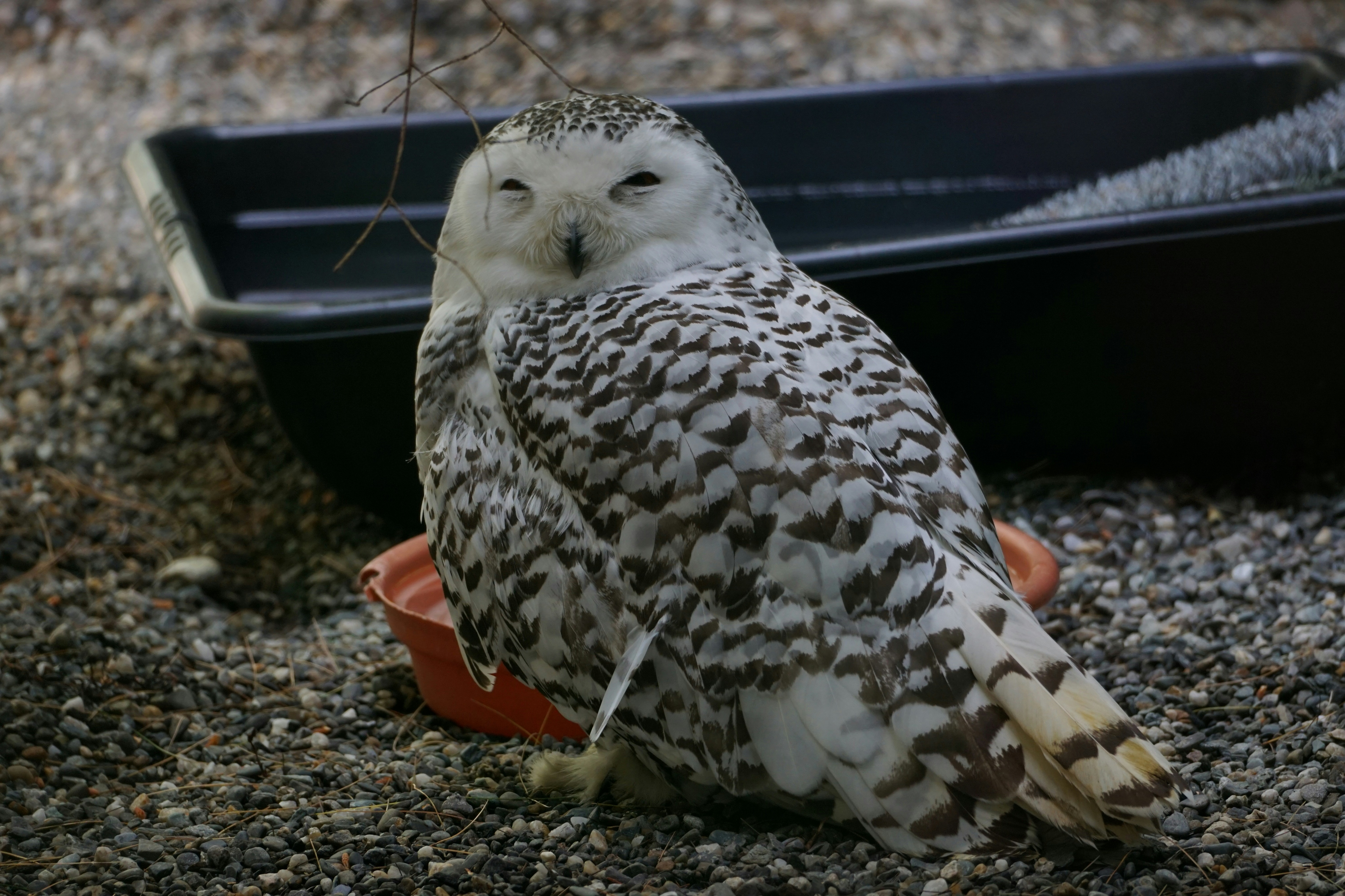 Pebble-ground Sentinel: Snowy Owl Beside a Red Dish