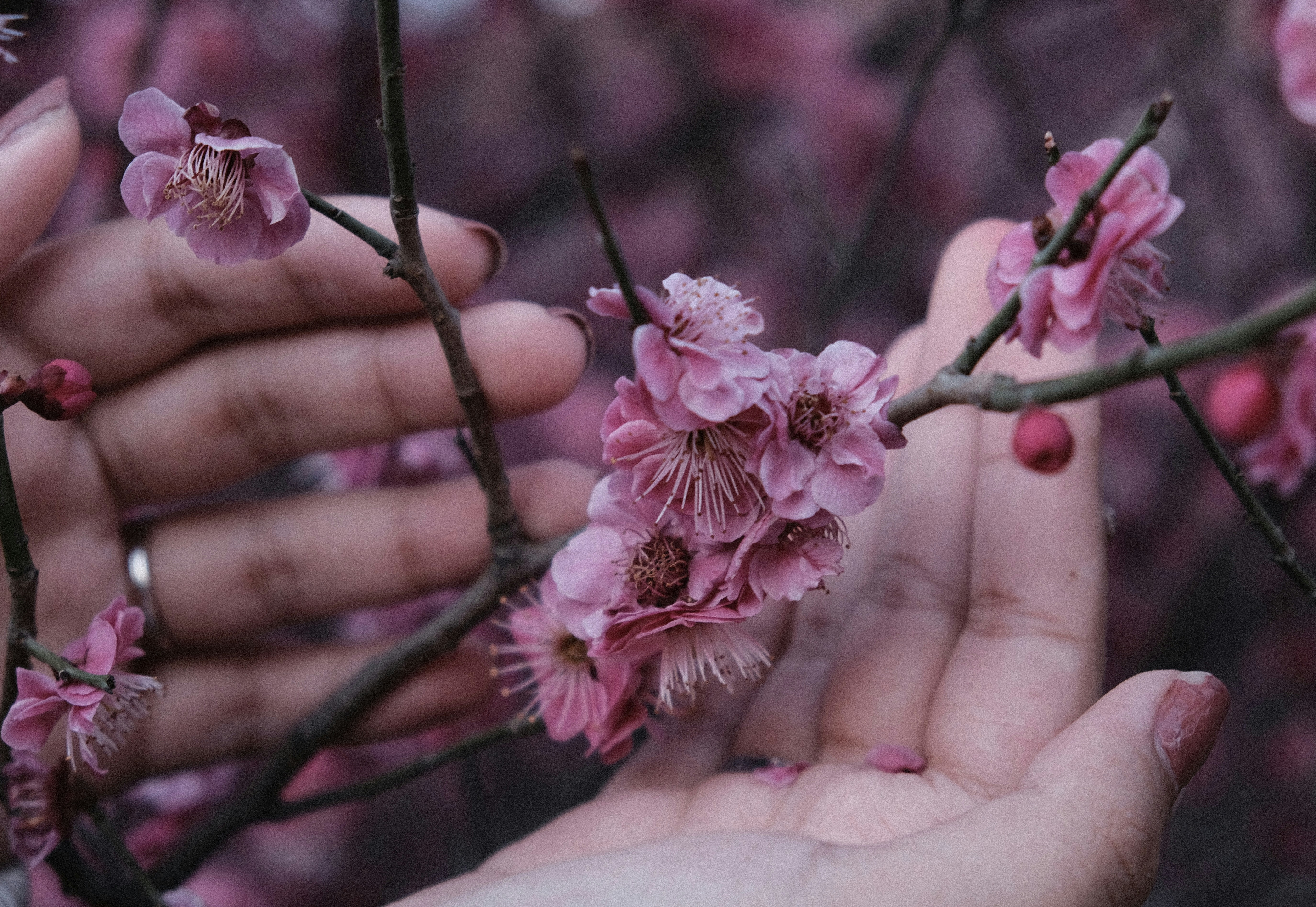 Cradled Pink Blossoms: a Quiet Moment of Spring