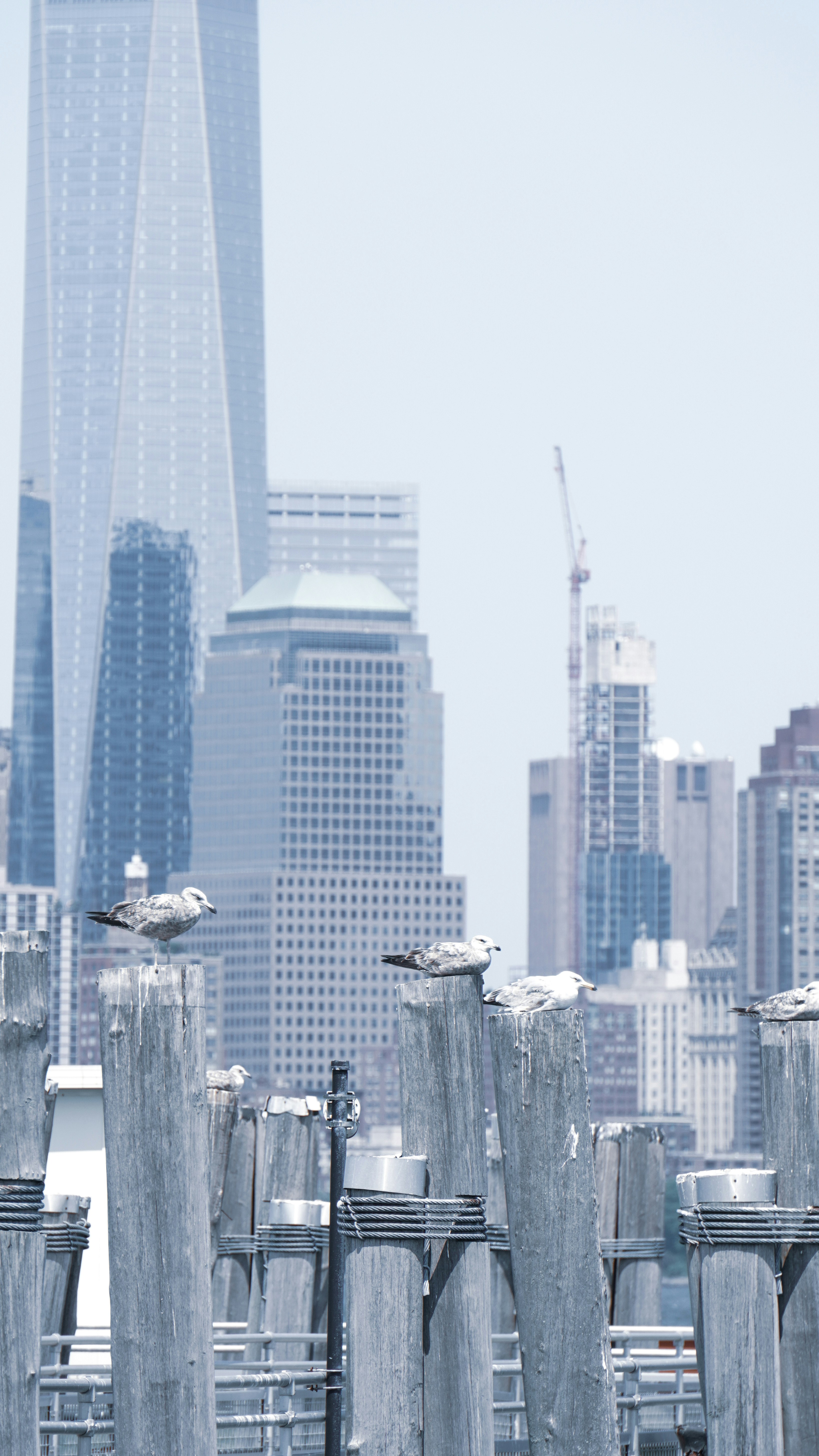 Seagulls on Weathered Piers Framing a Pale Blue City Skyline