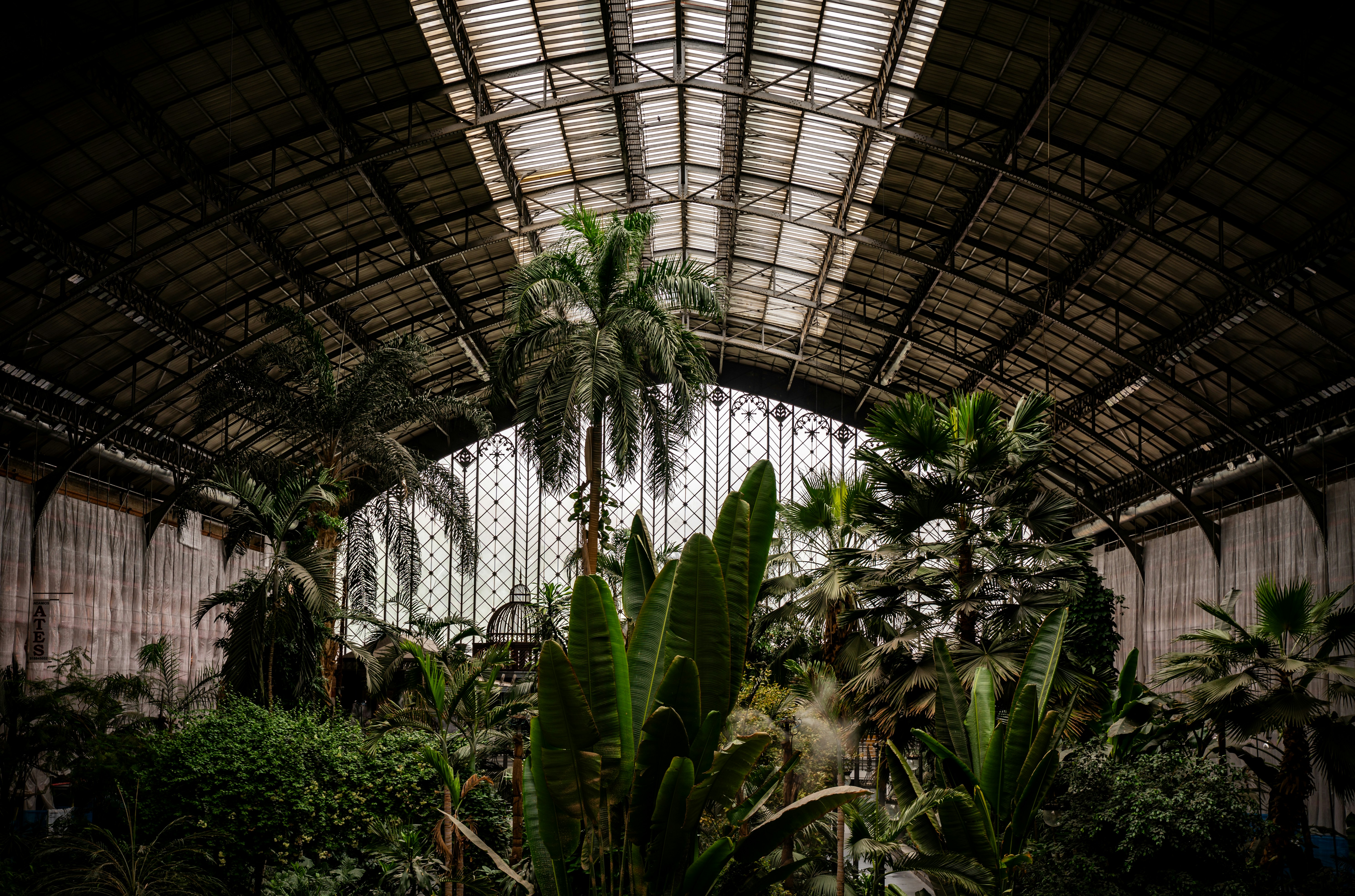 Jungle Under the Glass Roof: A Quiet Conservatory Moment