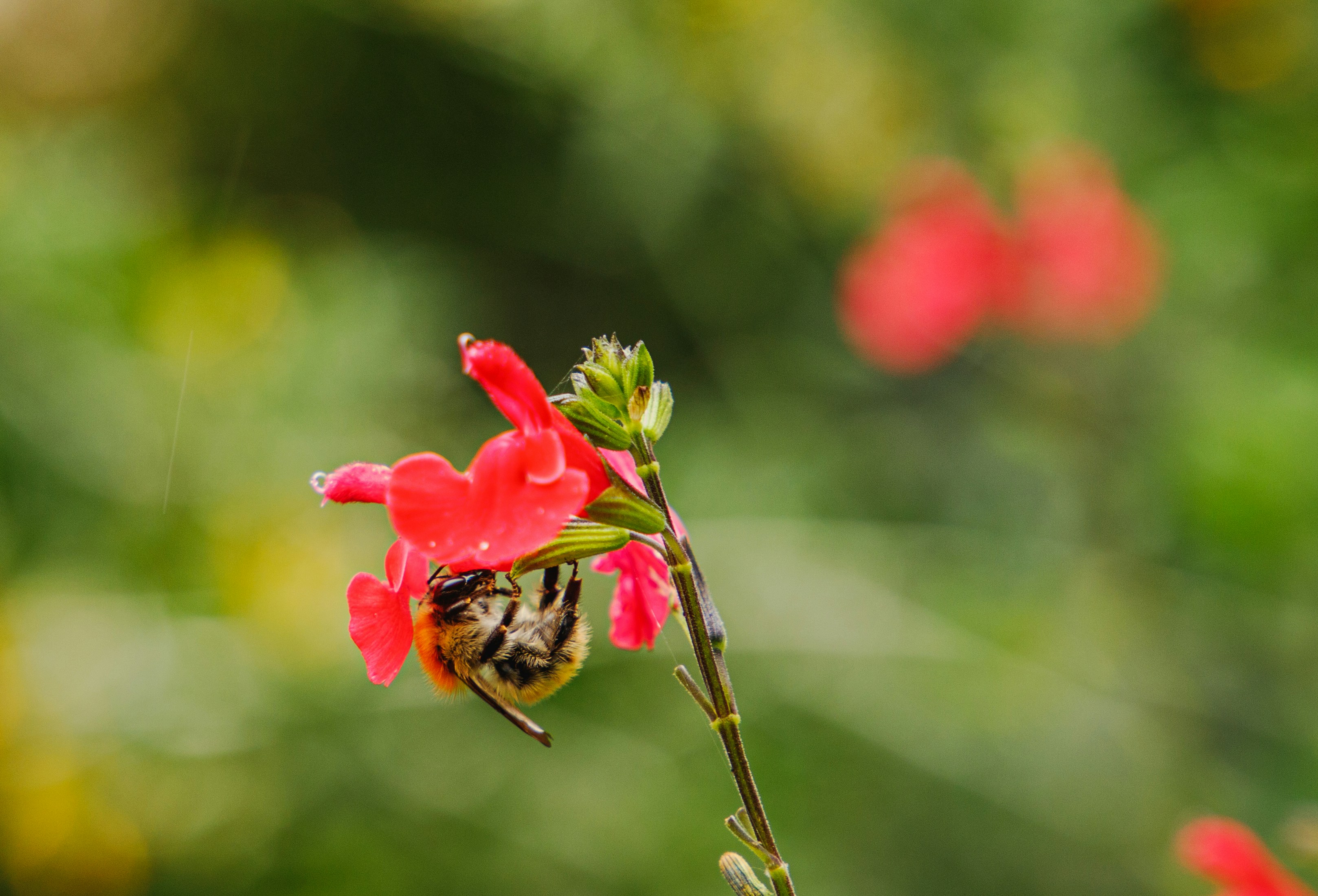 Crimson Bloom, Busy Bee: A Close-Up Portrait in Soft Focus