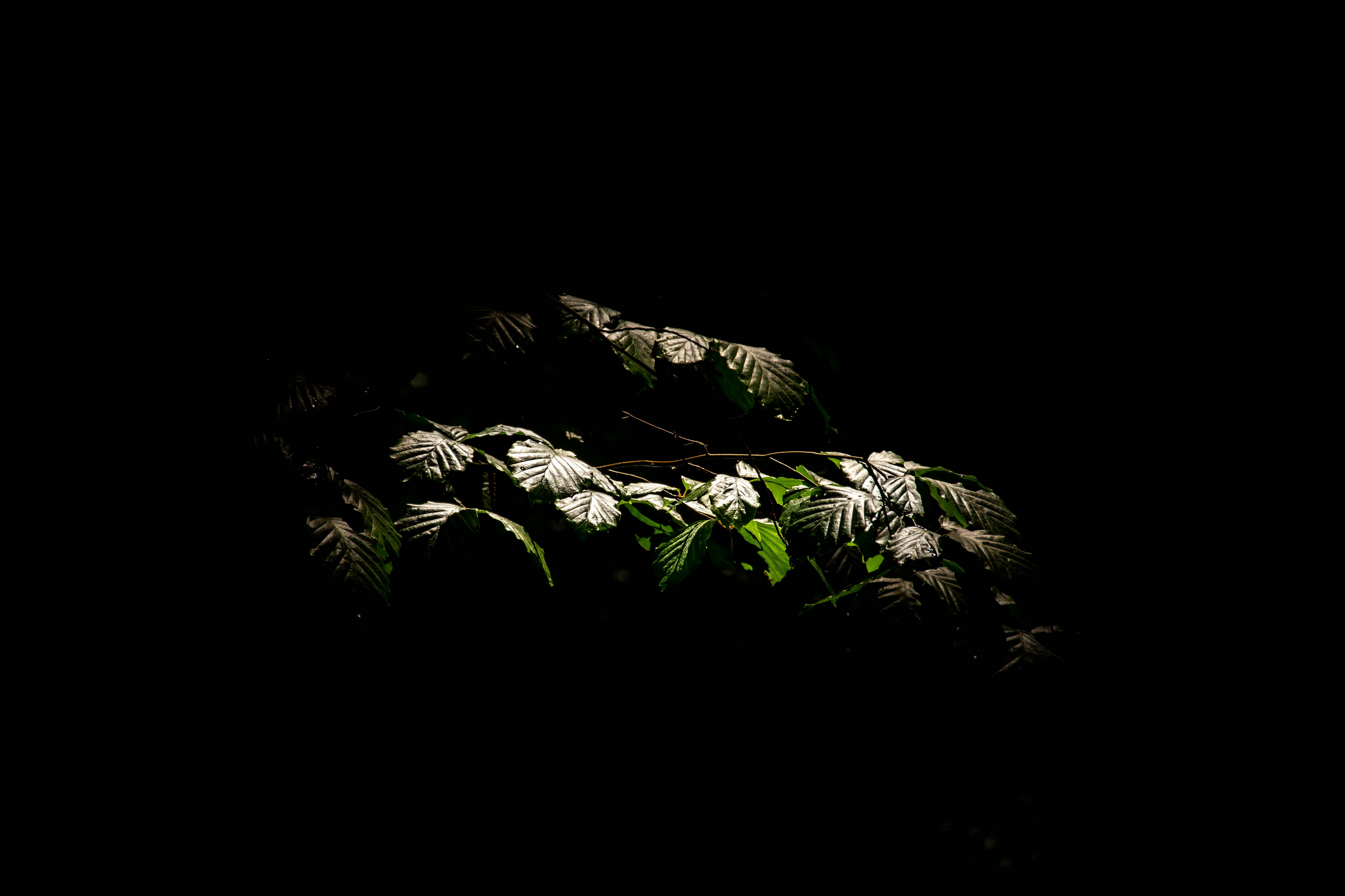 Spotlit Fern Fronds in Velvet Darkness