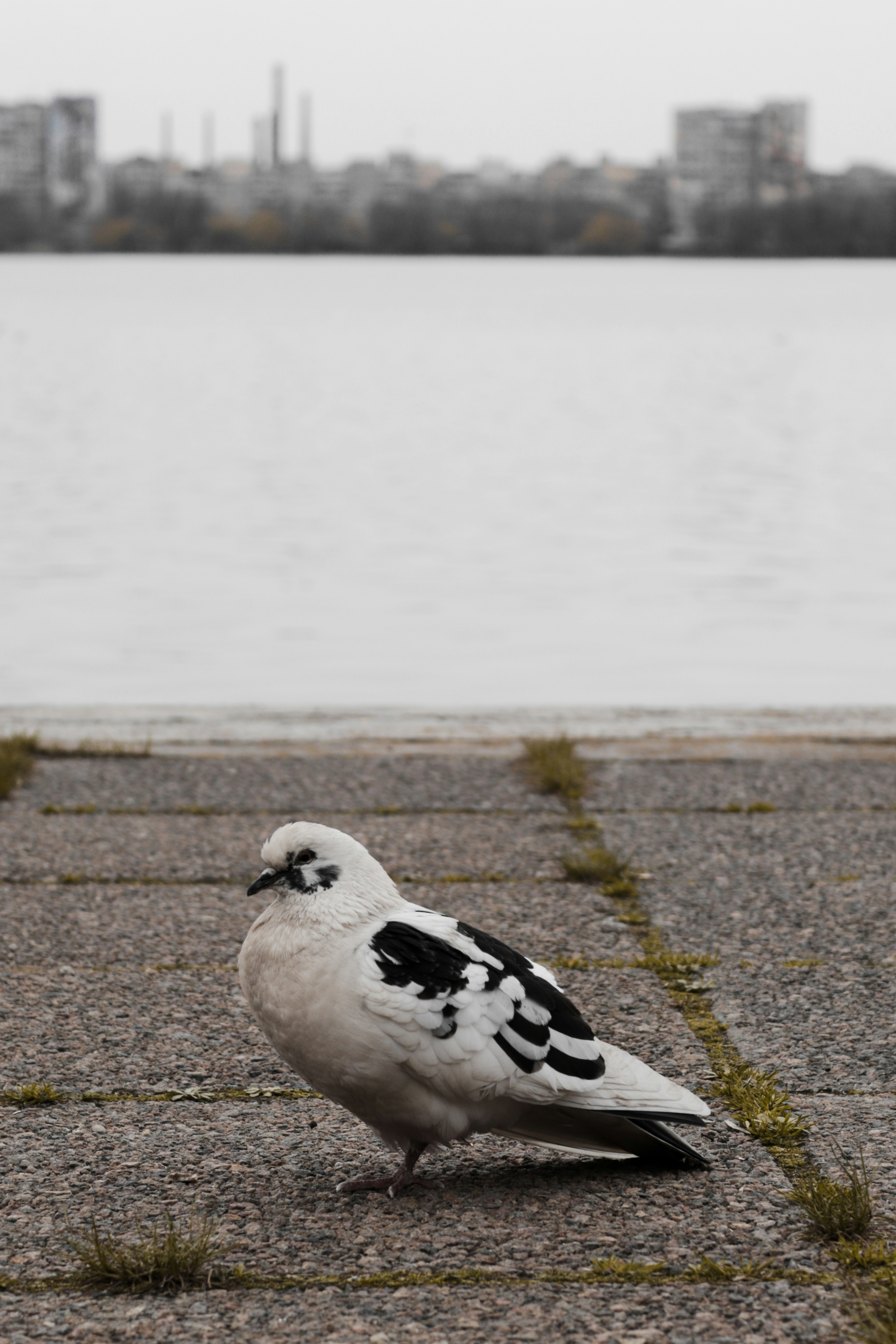 Gull on a Grid: Quiet Standoff by a Distant City