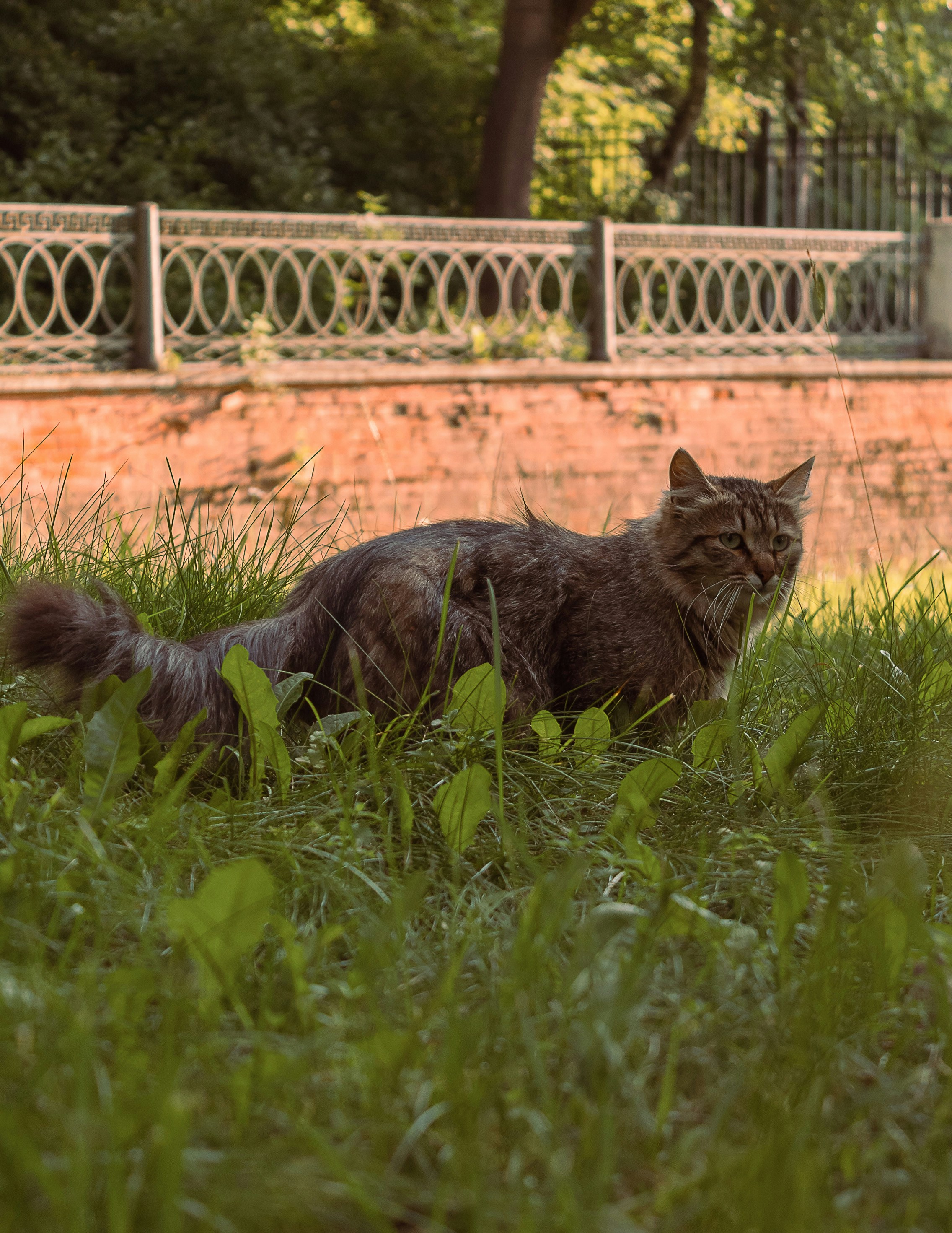 Sunlit Watcher: A Park Cat Resting by an Ornate Iron Rail