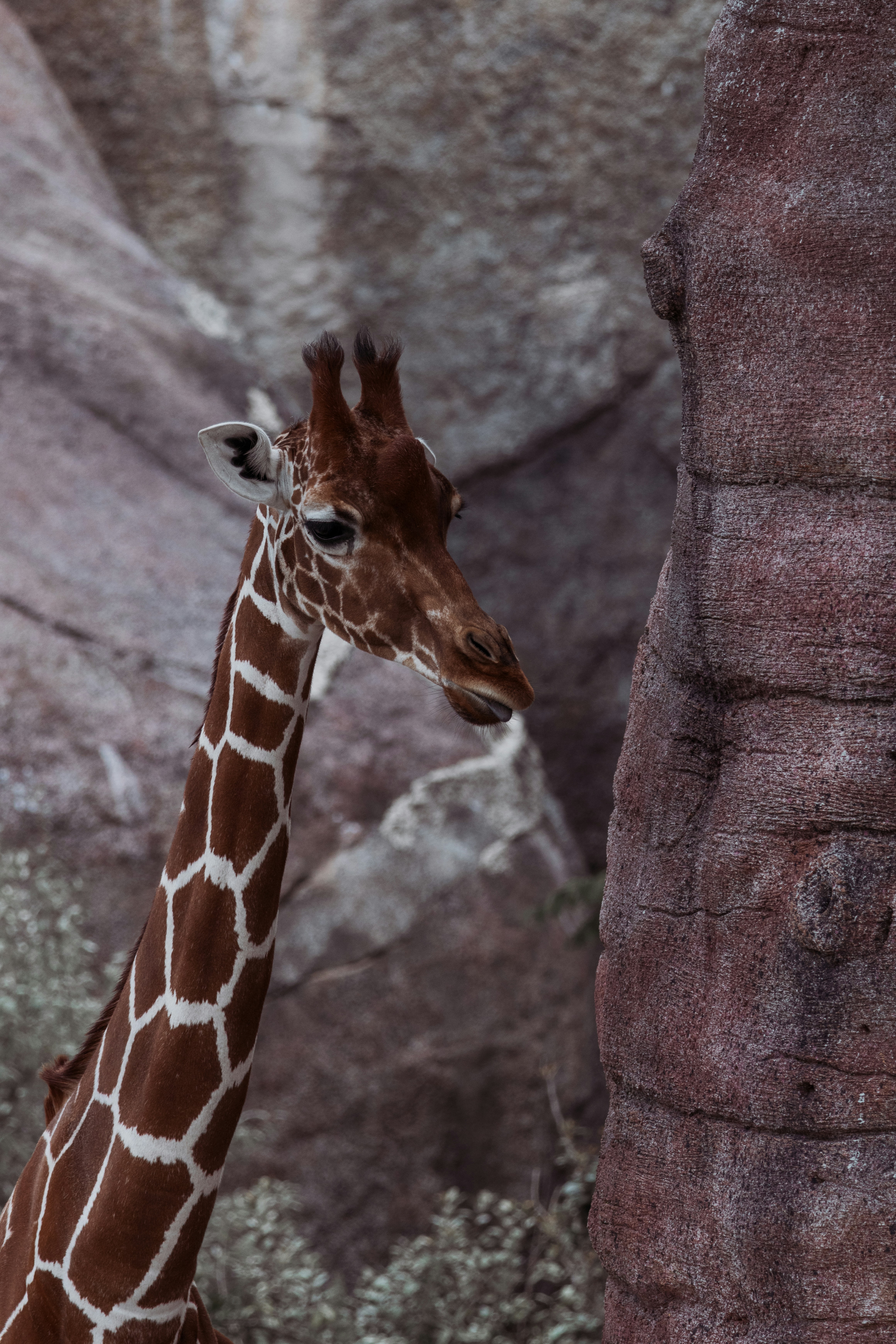 A giraffe standing next to a large rock formation photo – Free Animal ...