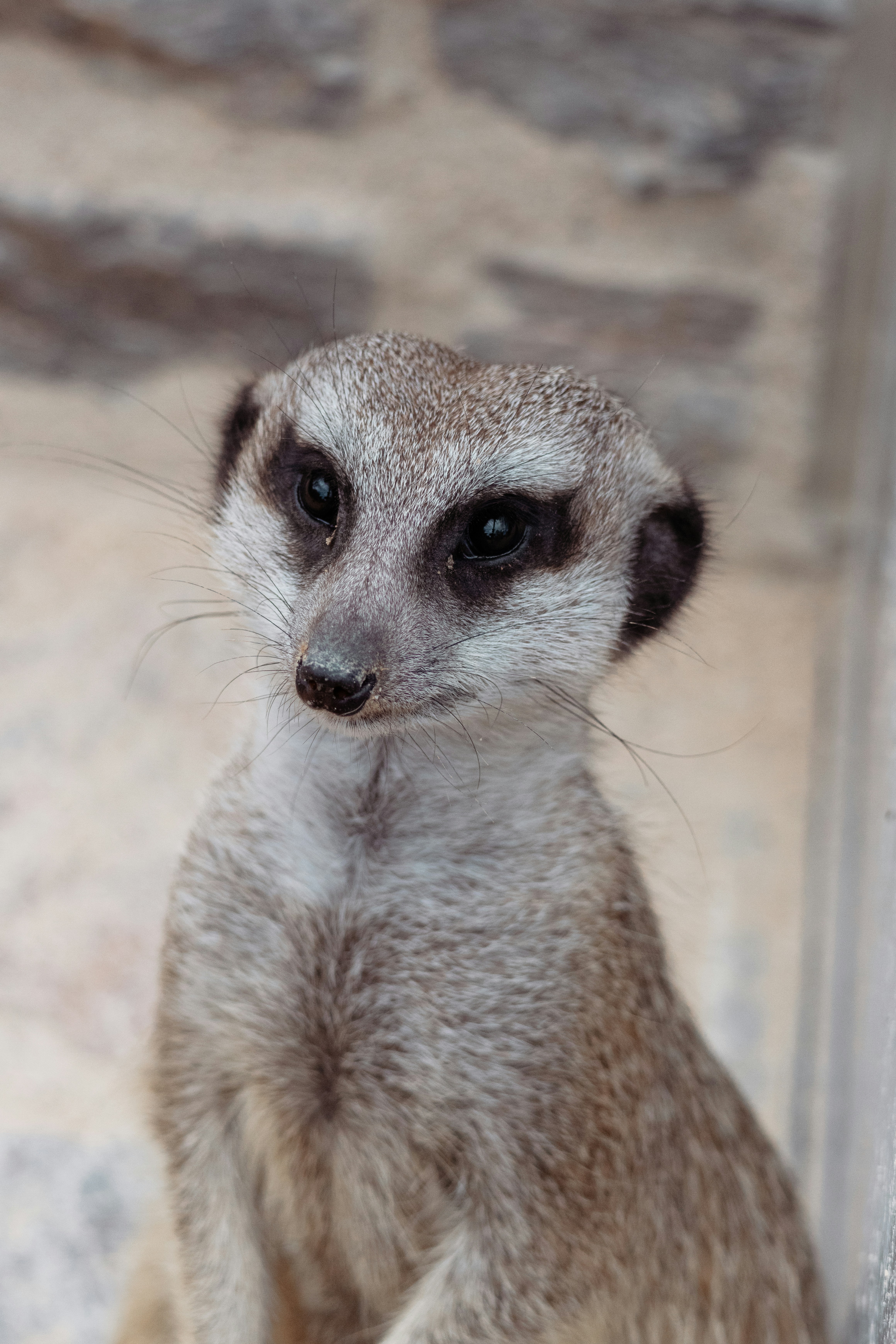 Foto Un pequeño suricato sentado en la cima de una roca – Imagen ...