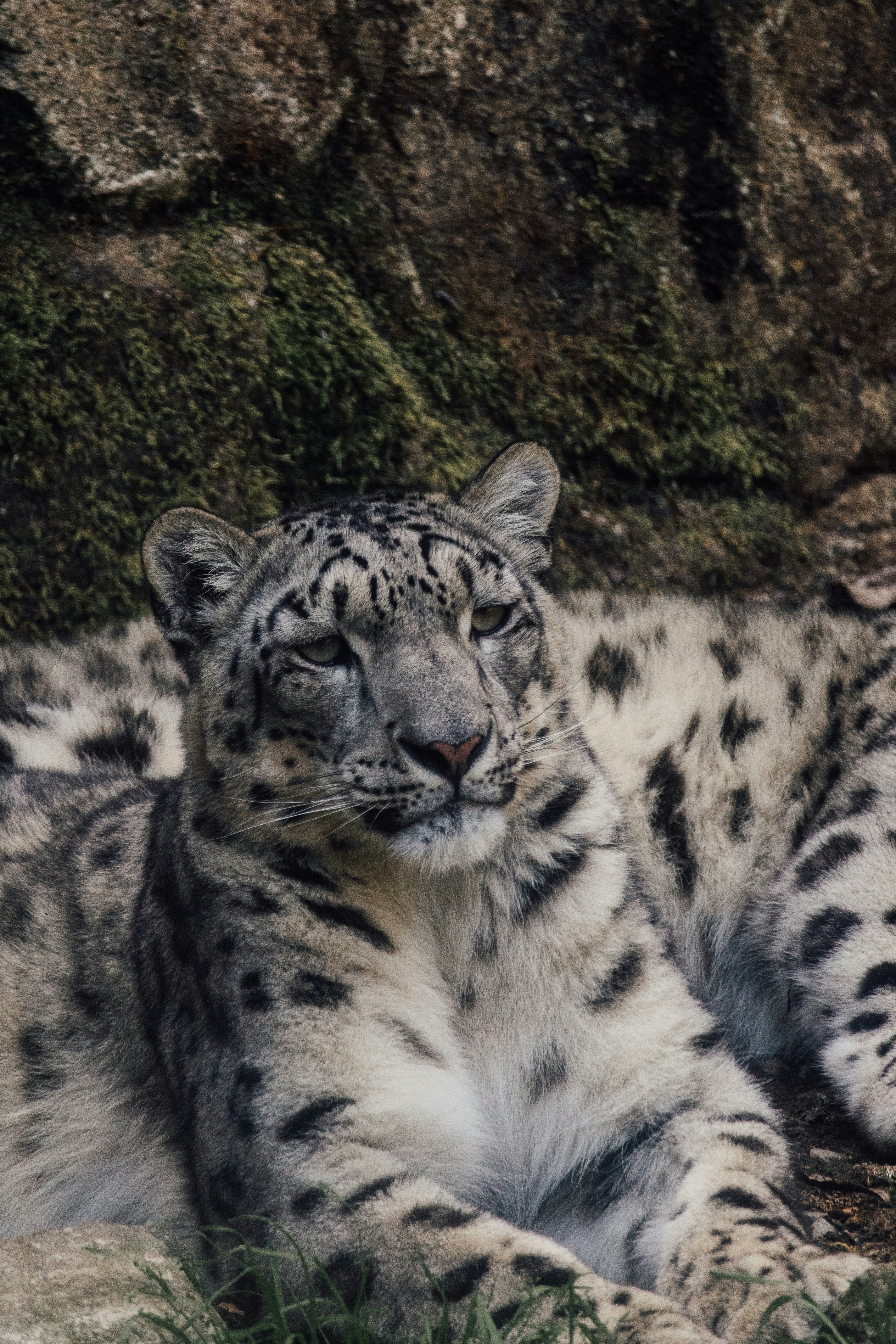 A white and black snow leopard laying on the ground photo – Free Animal ...