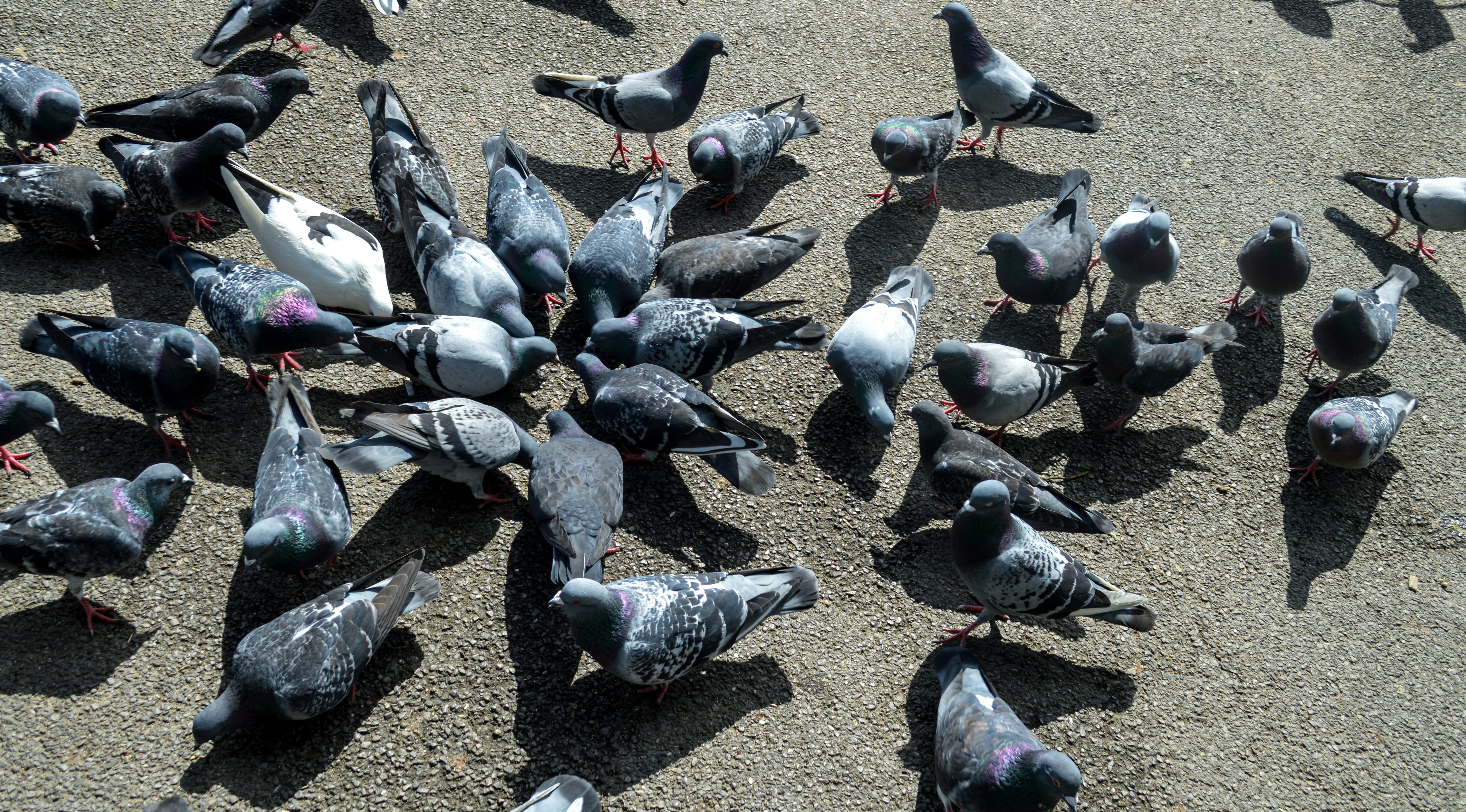 A flock of pigeons standing on the ground photo – Free Nature ...