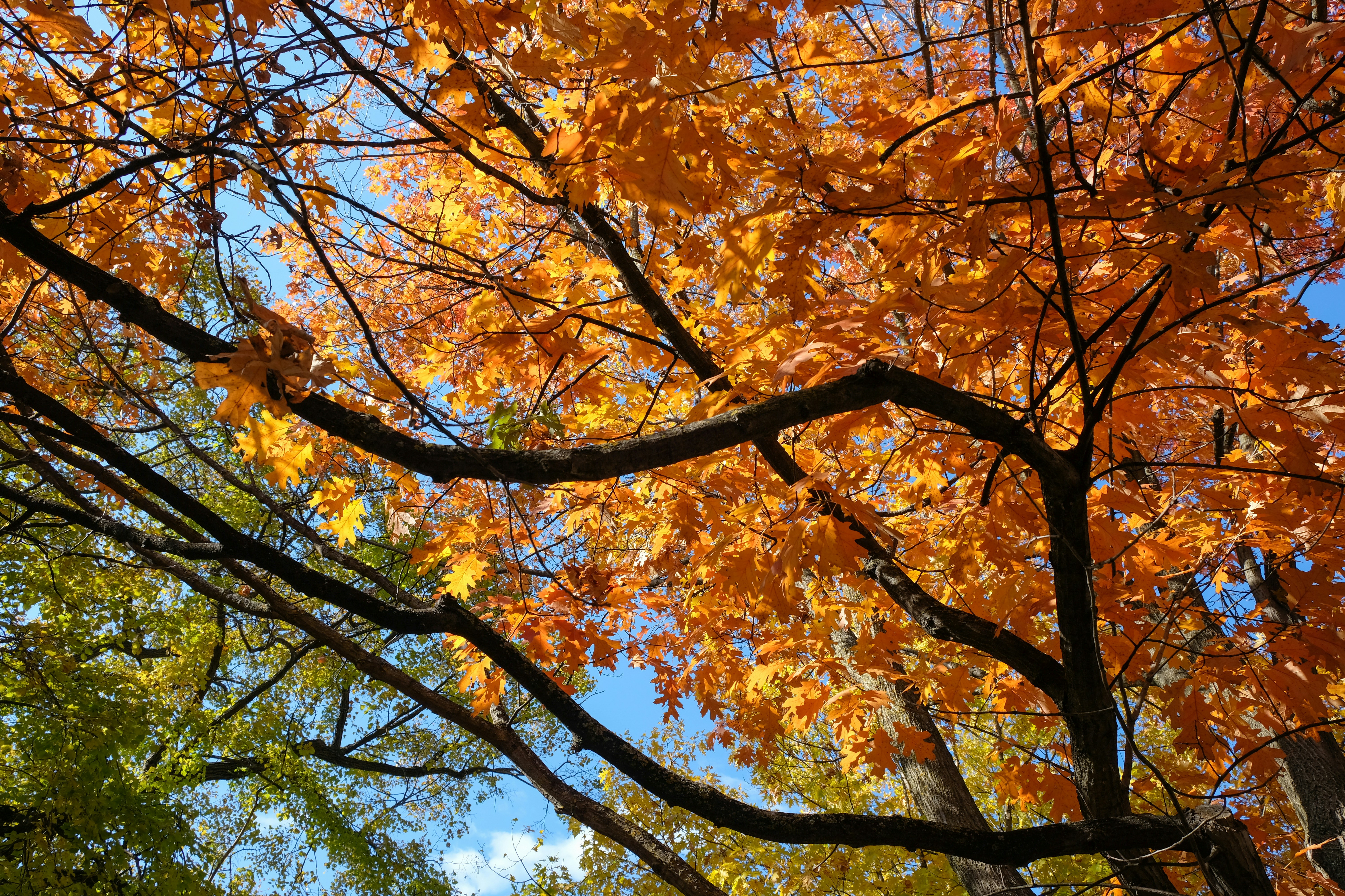 30,000+ Autumn Tree Pictures | Download Free Images on Unsplash