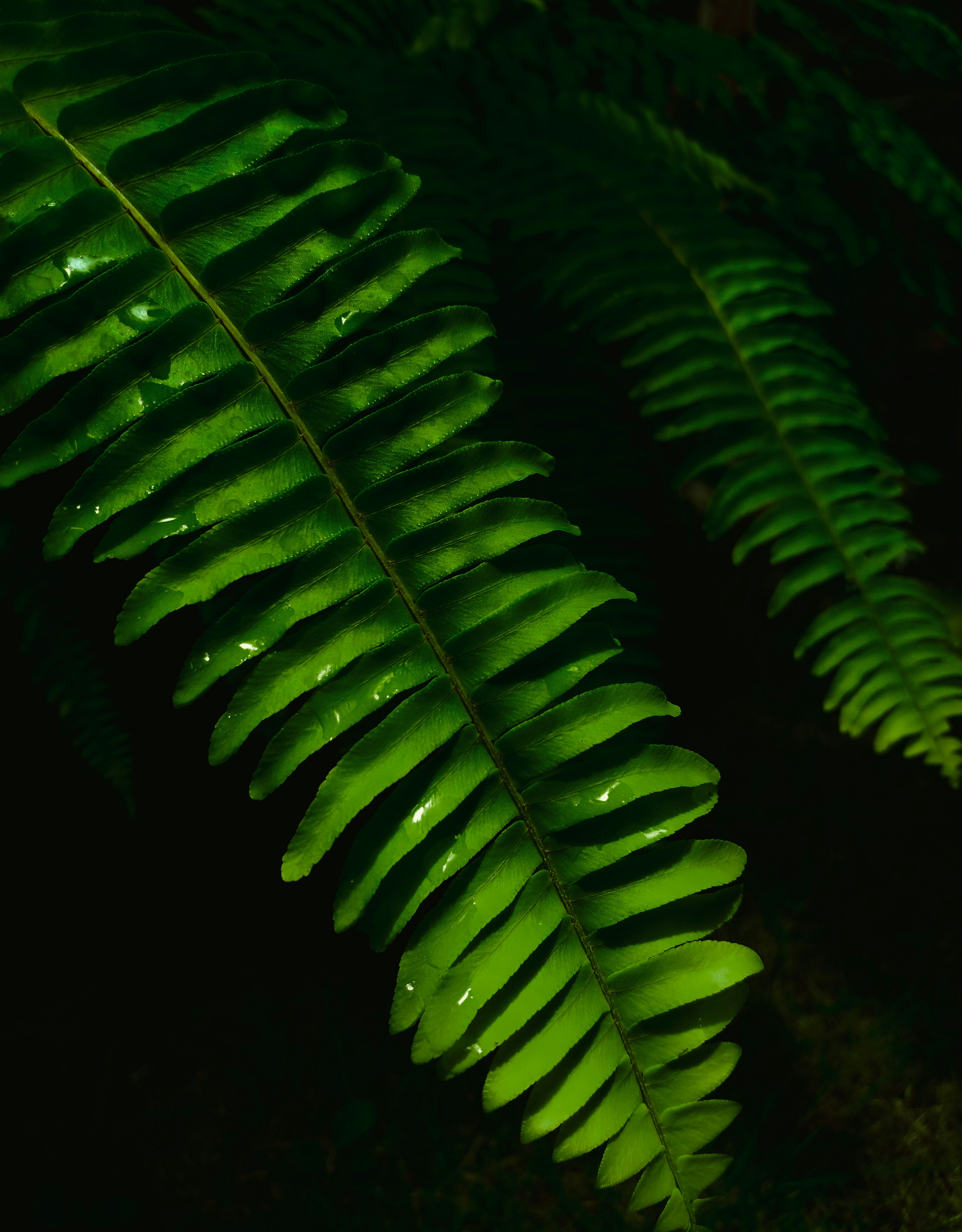 Emerald Frond in Velvet Darkness