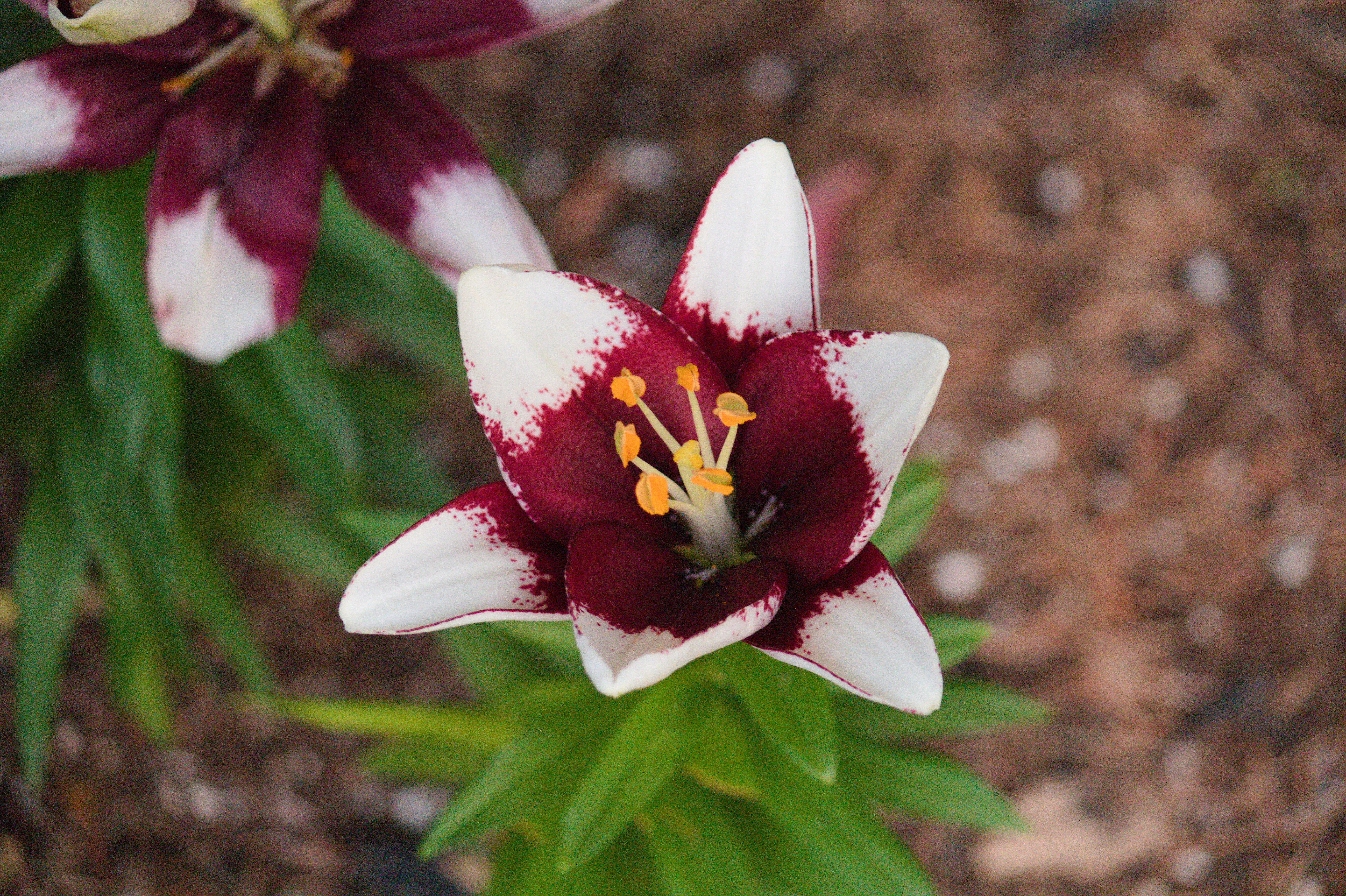 Velvet Crimson Stargazer: Close-Up Lily Amid Mulch