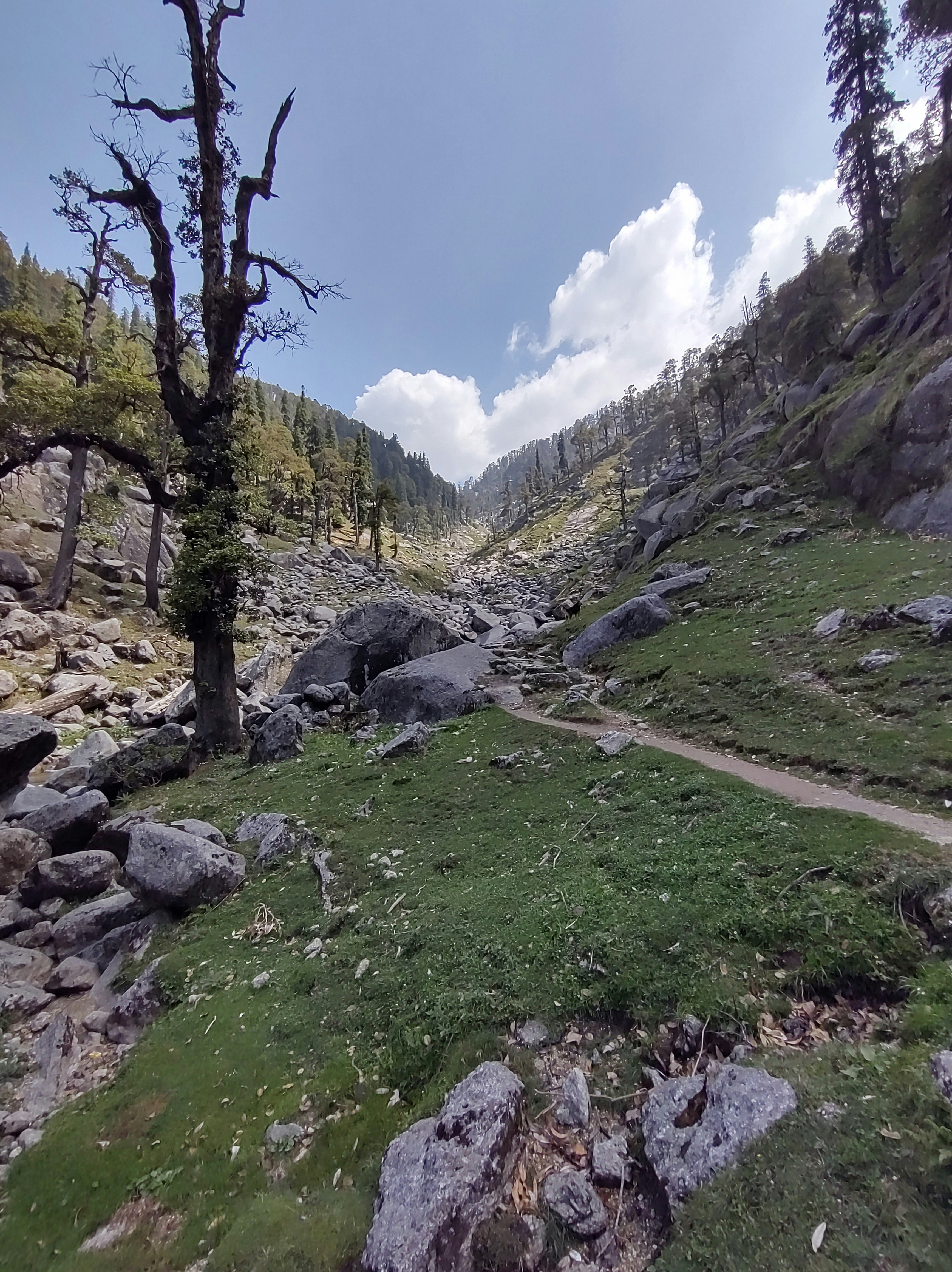 Winding dirt trail through a rocky alpine meadow toward a forested slope under a clear blue sky.