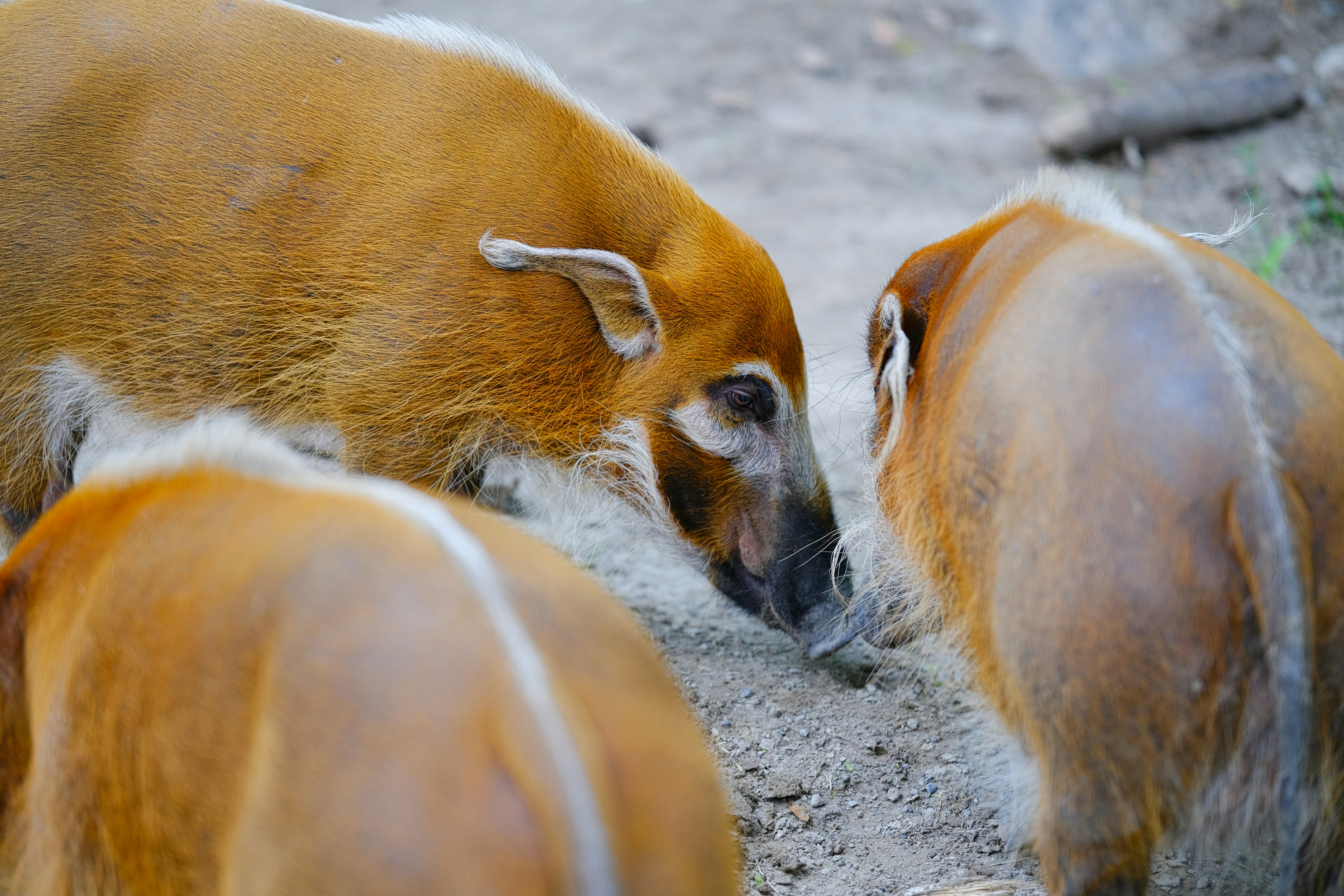 Nose Contact in the Dust: A Quiet Moment Among Red River Hogs