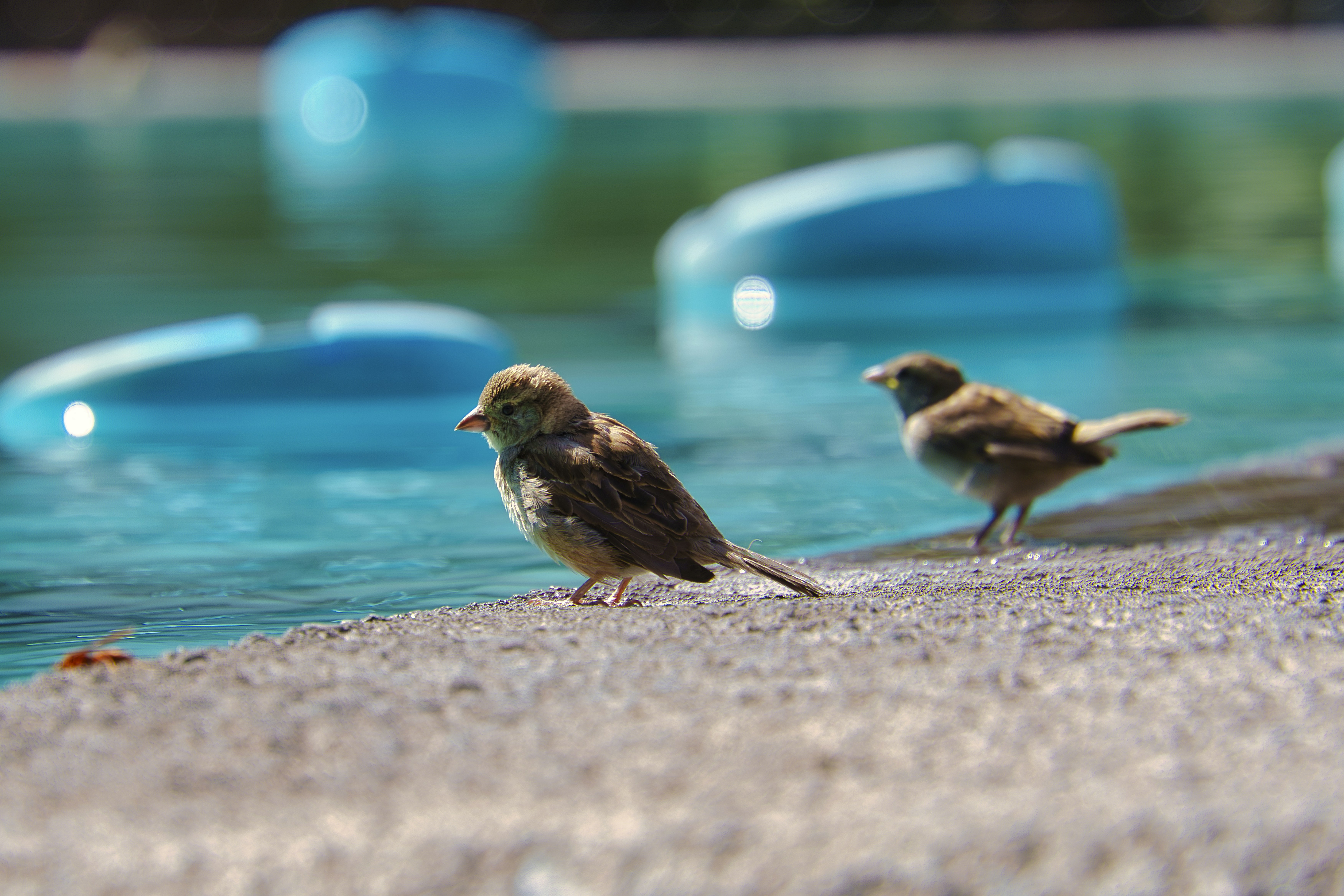 Two Shorebirds Stand Guard at the Pool's Edge