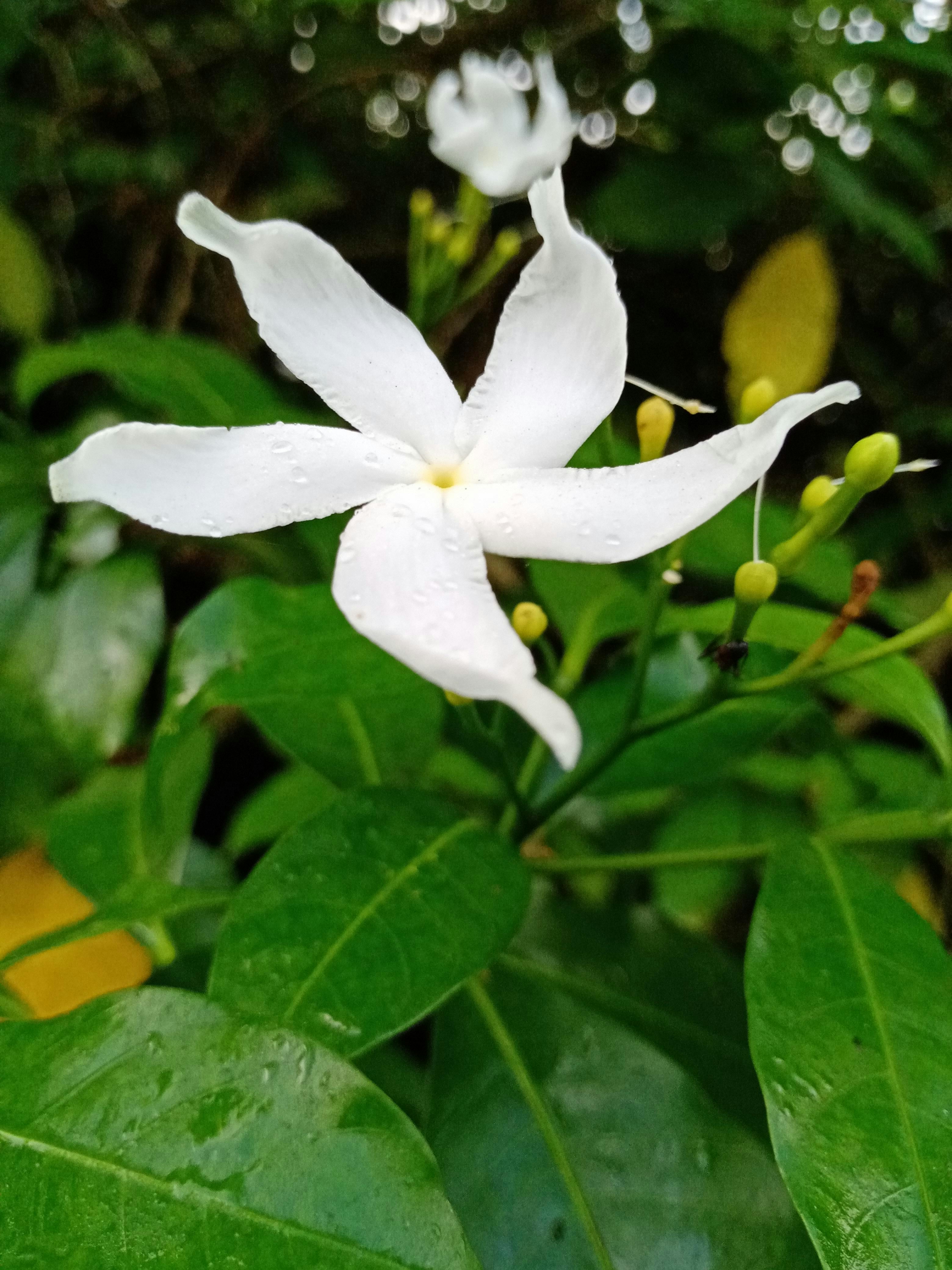 Close-up photograph of a white, star-shaped flower with dew drops among glossy green leaves in a garden.
