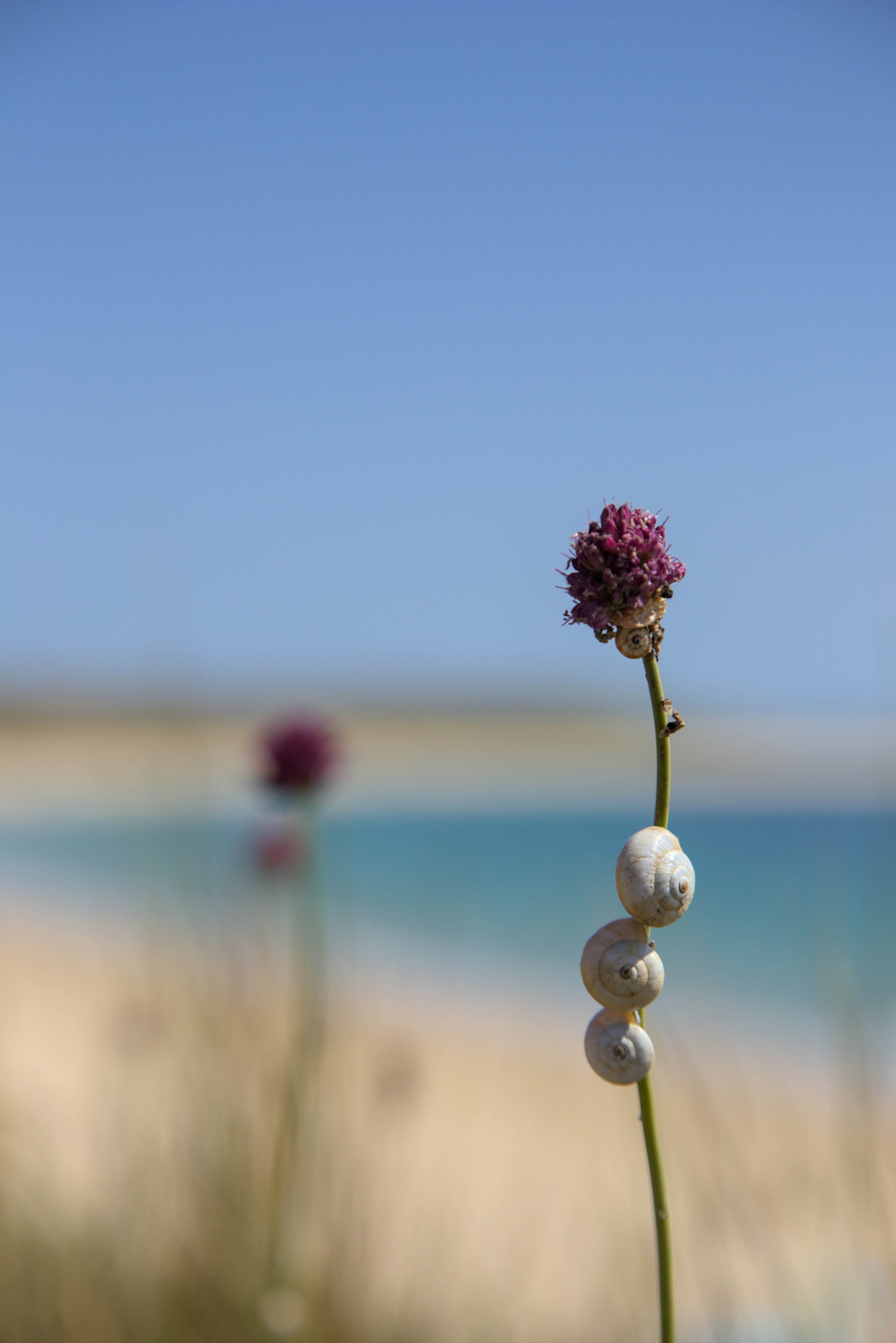 Pink Crown on a Seaside Stem: Crisp Foreground Against a Blurred Ocean Backdrop