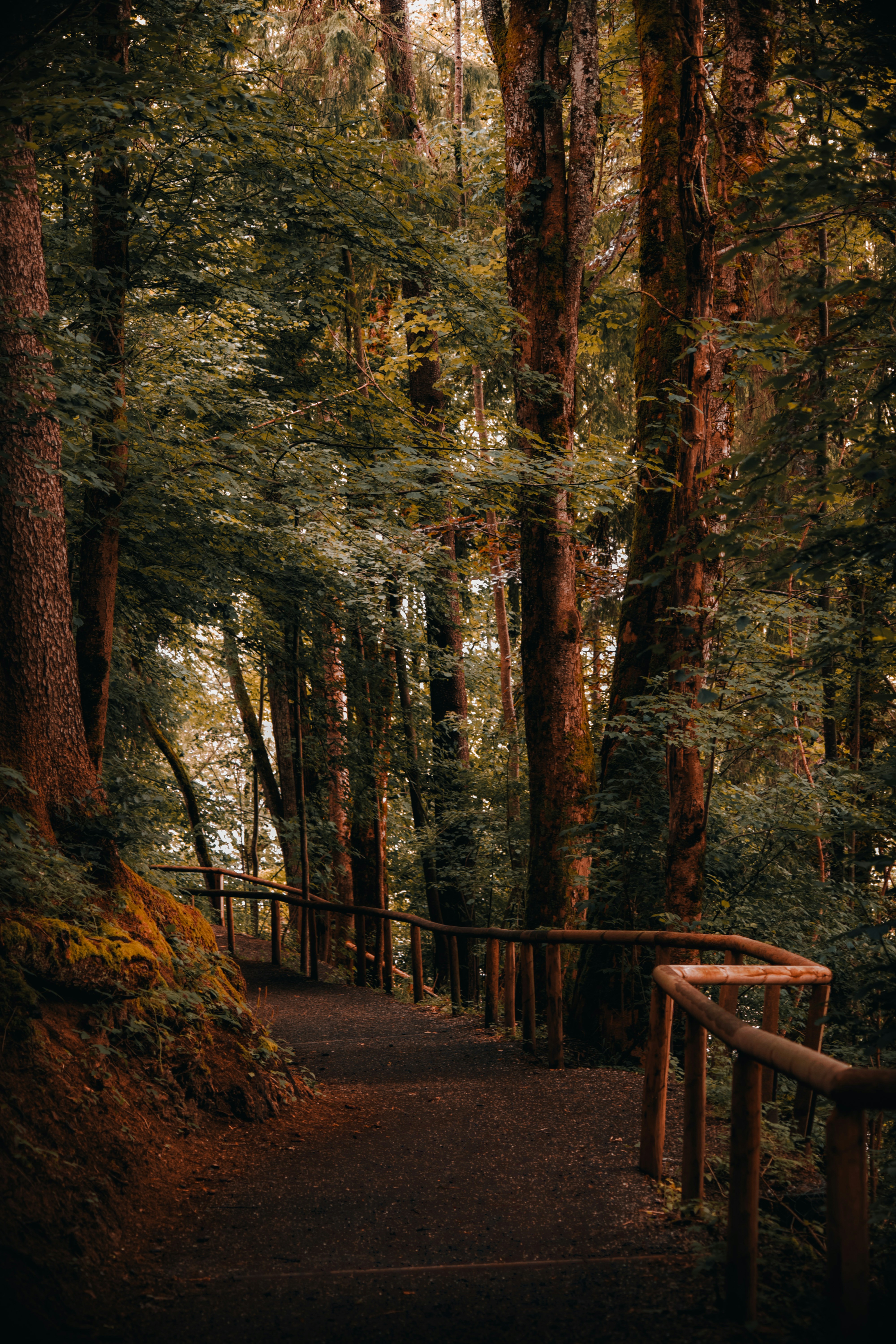 A path through a forest with lots of trees photo – Free Nature Image on ...
