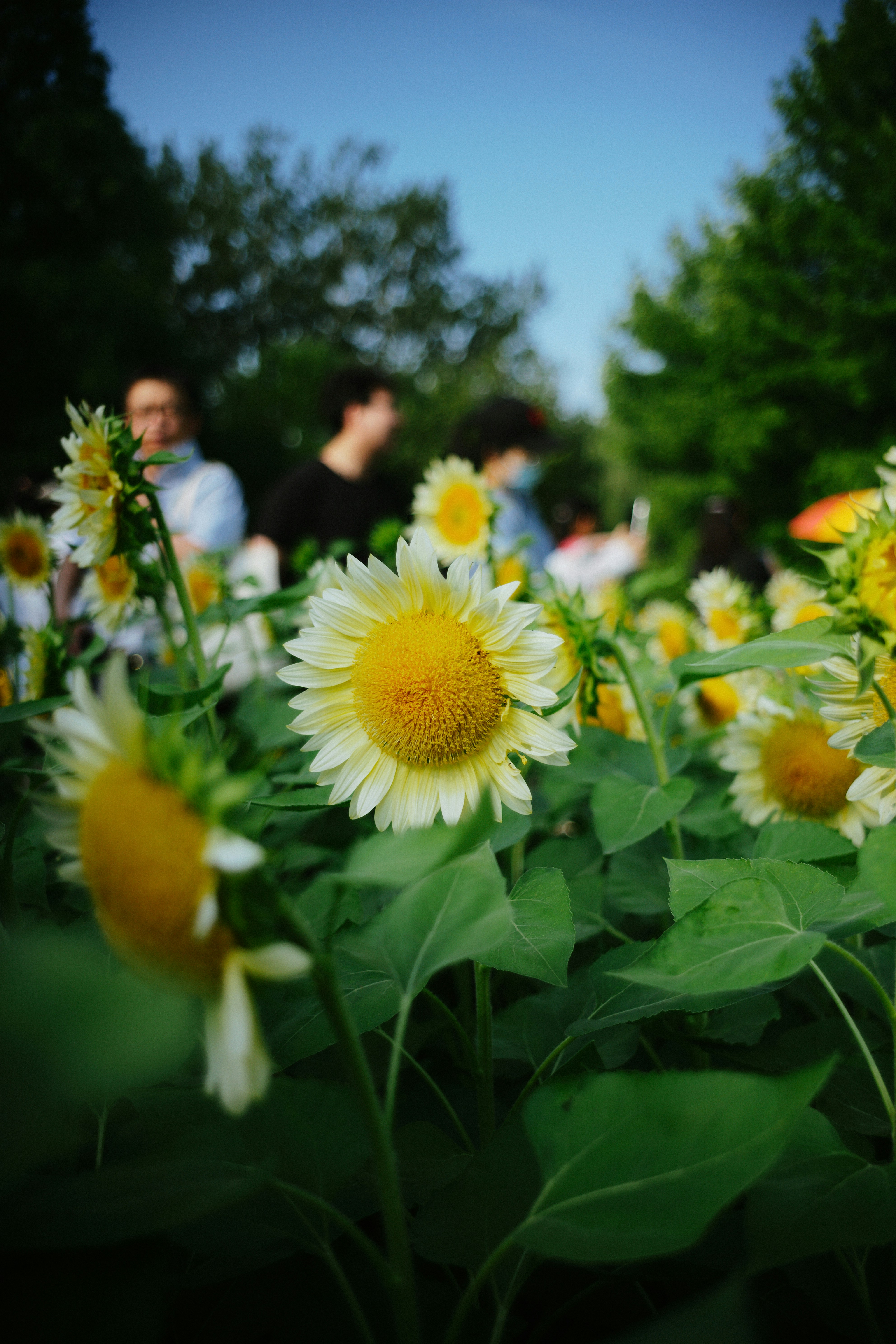 Sunlit Centerstage: A Field of Yellow Sunflowers with Blurred Picnic Figures