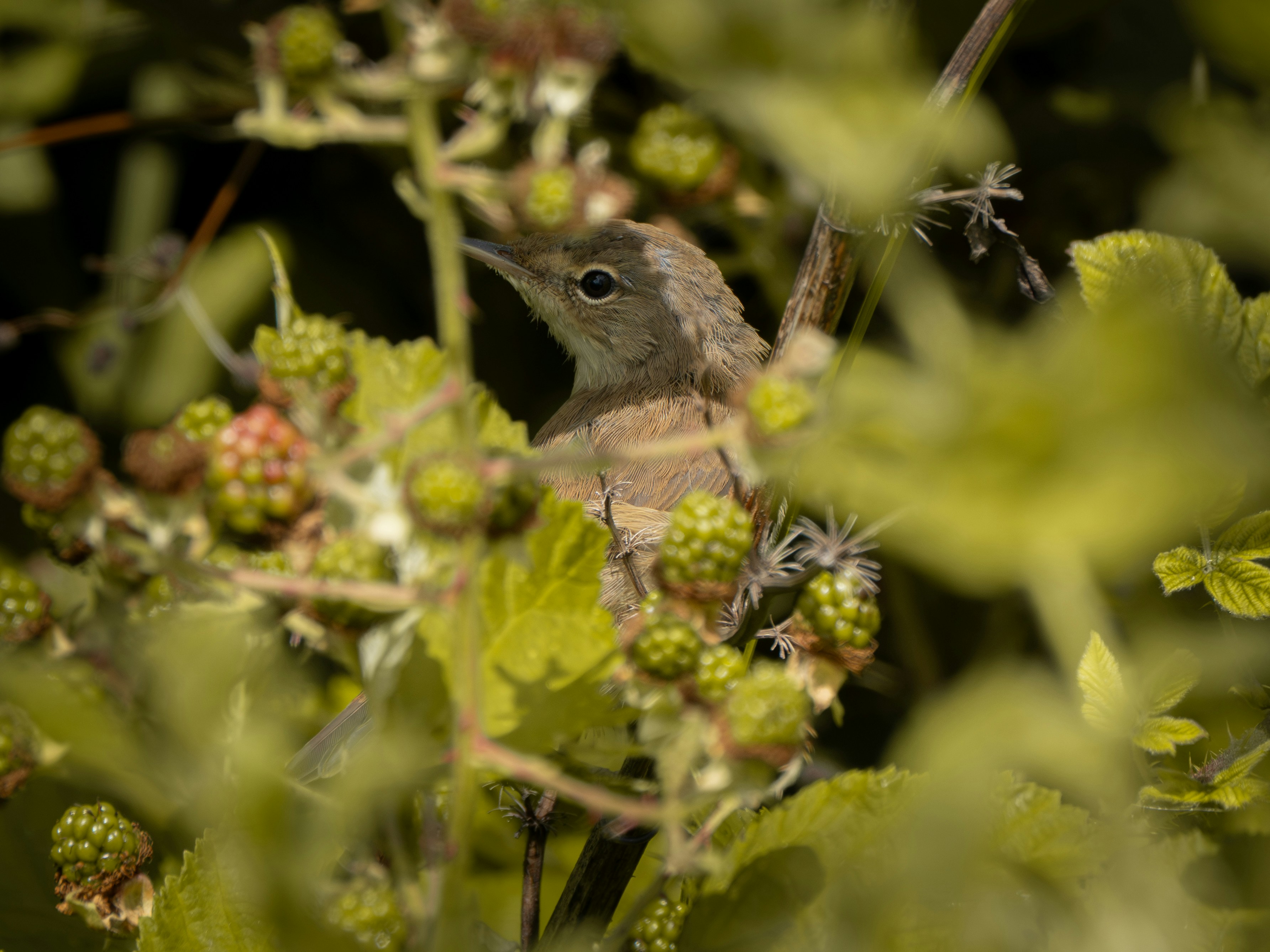 Berry-Thicket Watcher: A Warbler's Quiet Peek Through Dense Foliage