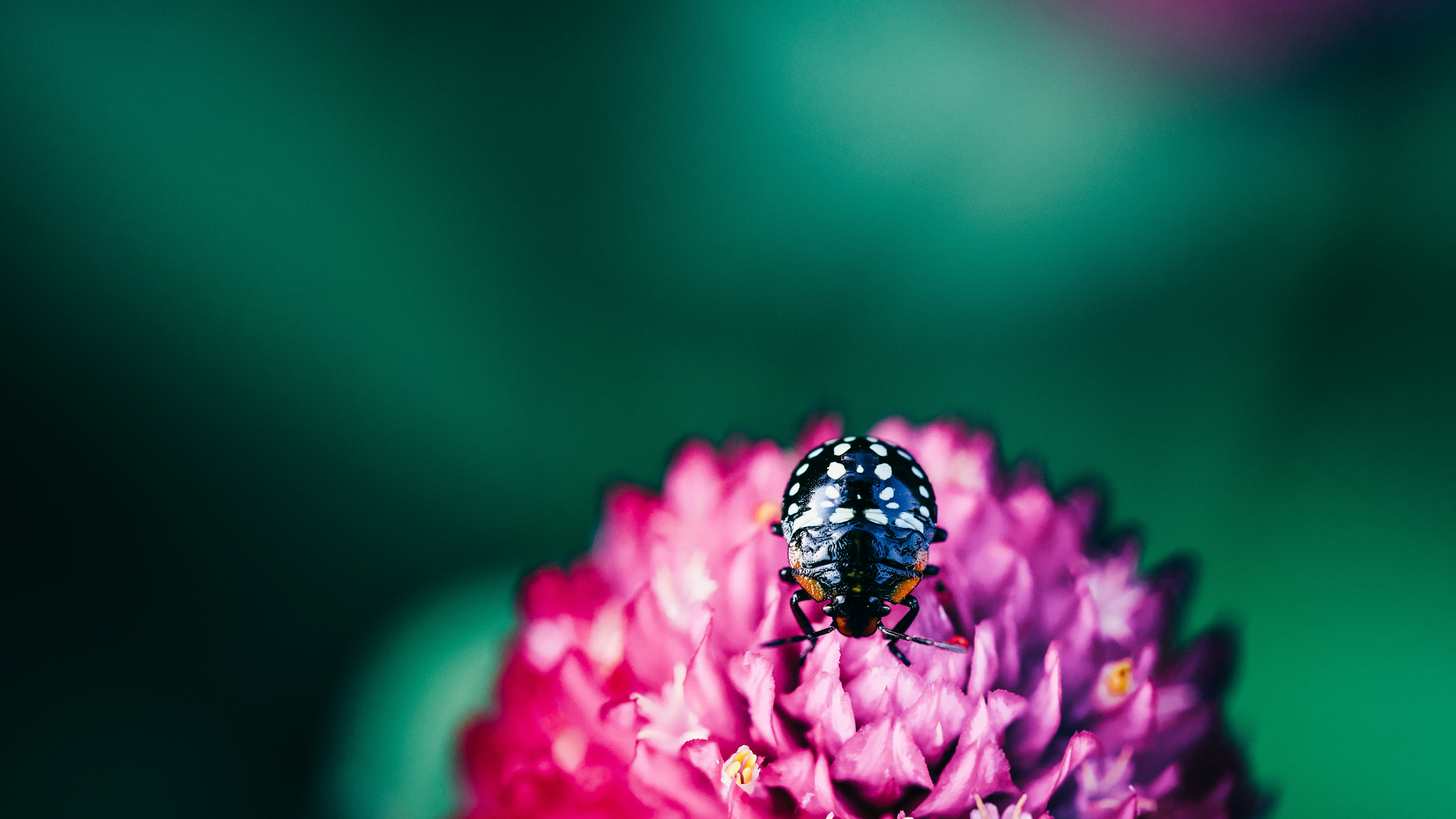 Dotted Visitor on a Magenta Bloom