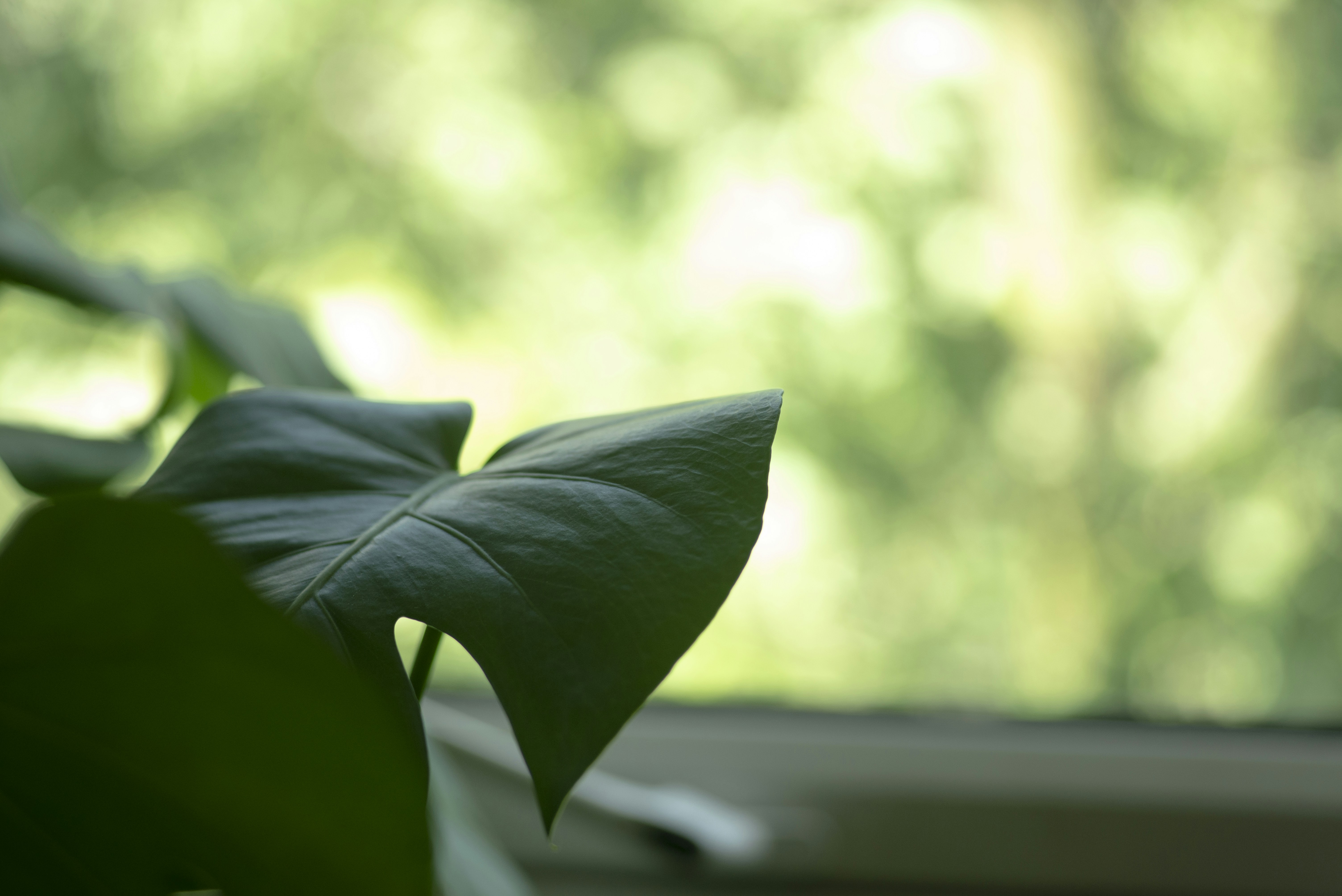 Verdant Close-Up: Quiet Leaf in Afternoon Windowlight
