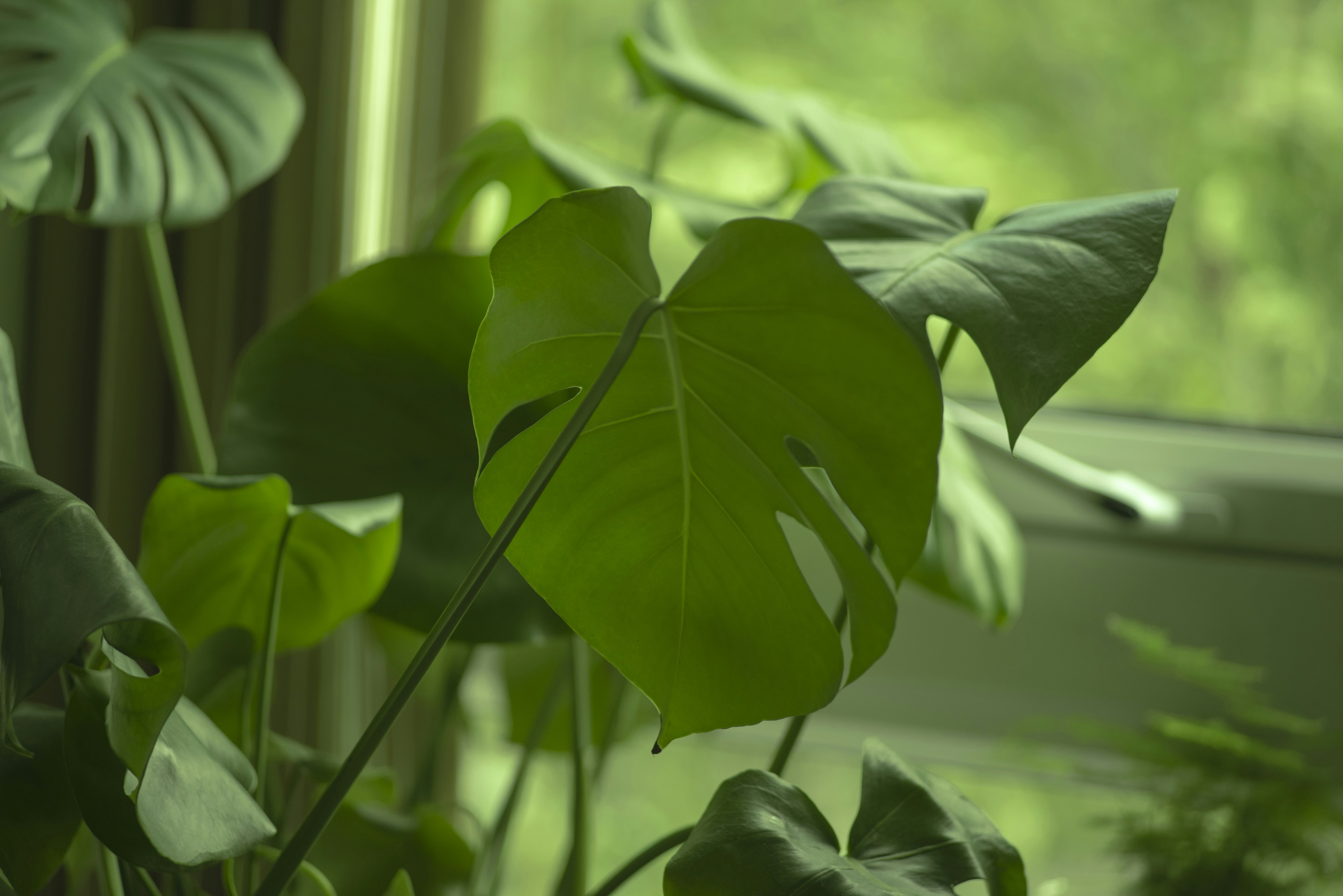 Potted plant by a large window on a sunny day