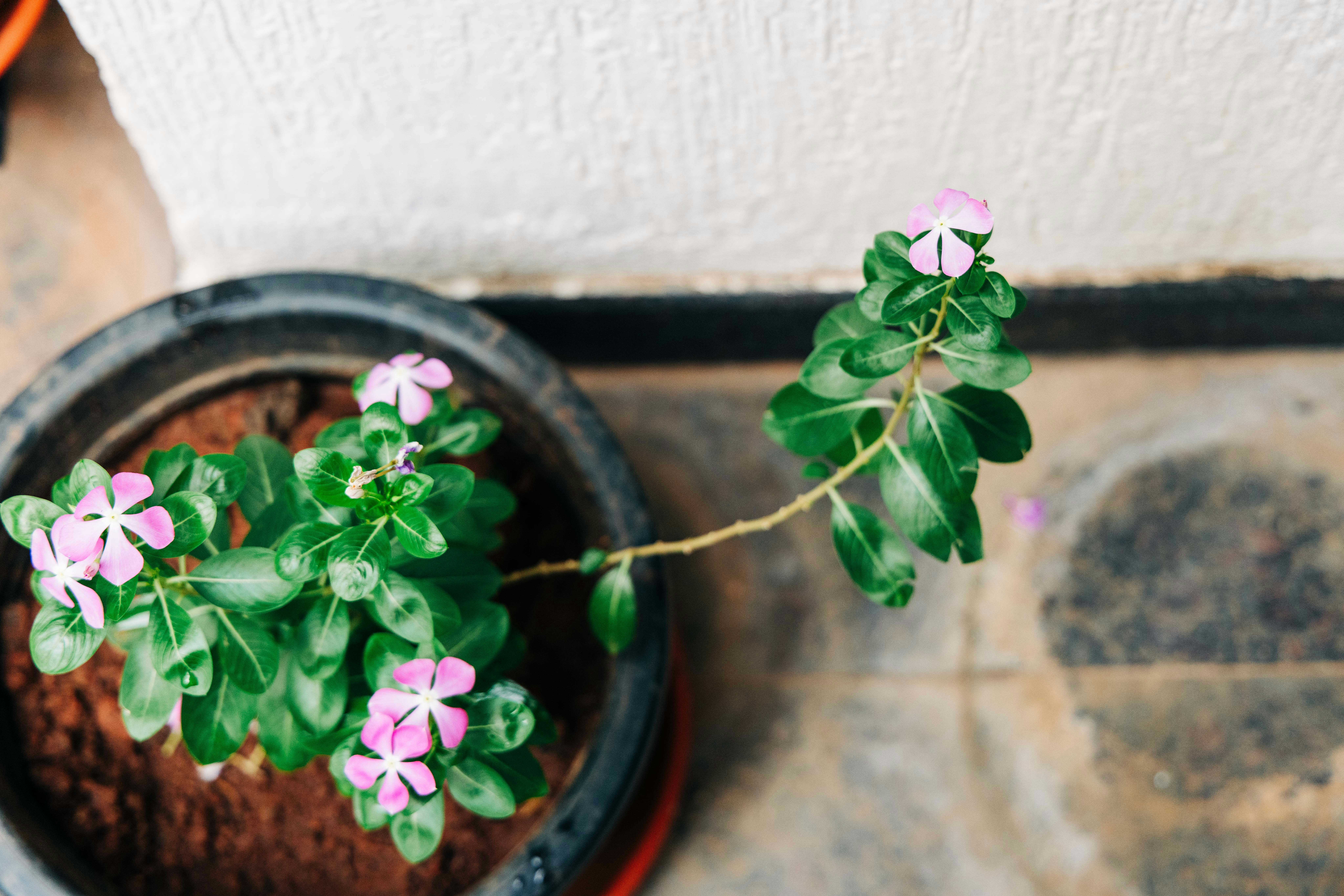Trailing Pink Vinca on a Weathered Brick Patio
