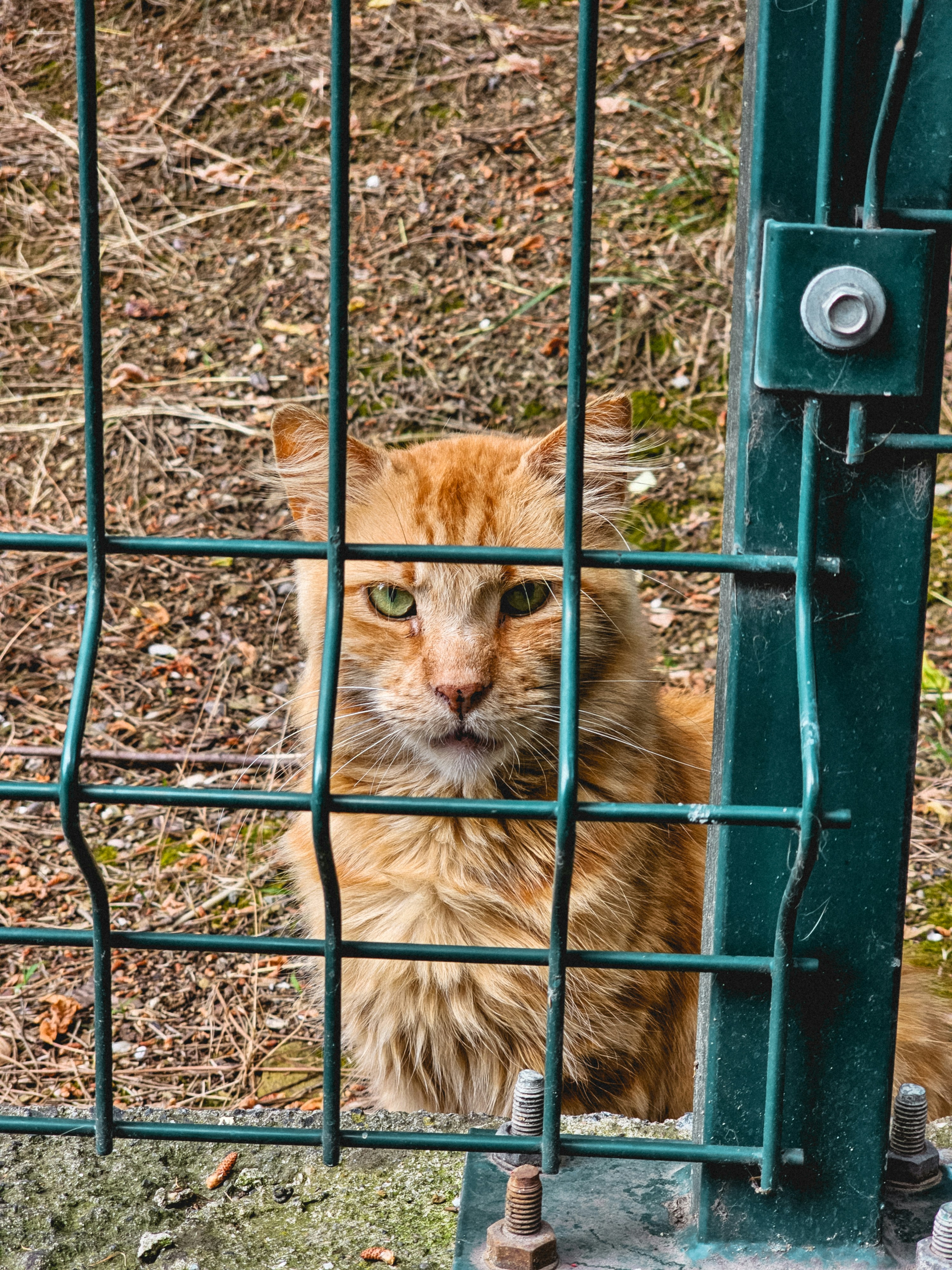 Gaze Behind the Bars: A Ginger Cat in a Weathered Enclosure