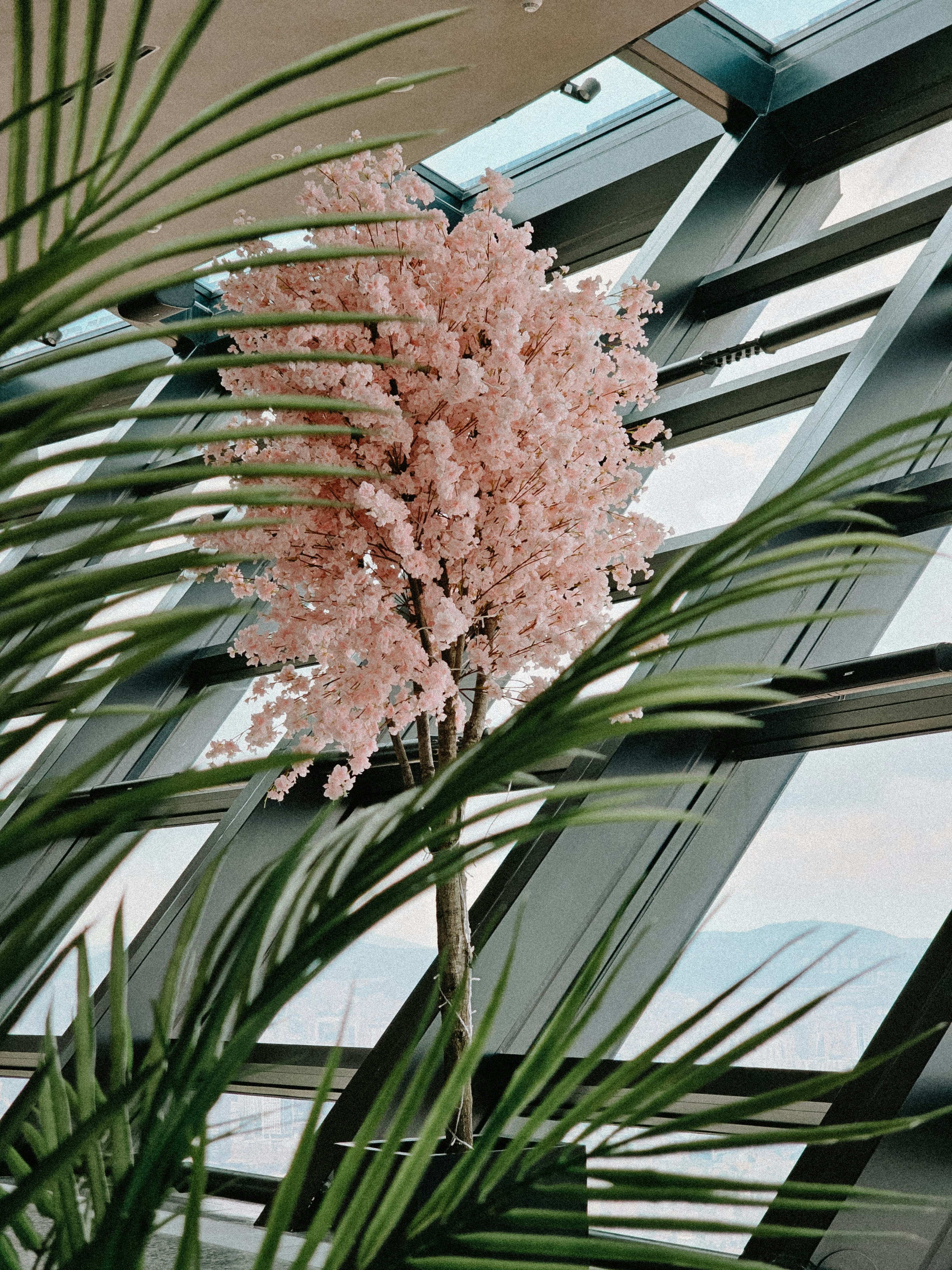 Pink Blossom in a Glass Atrium