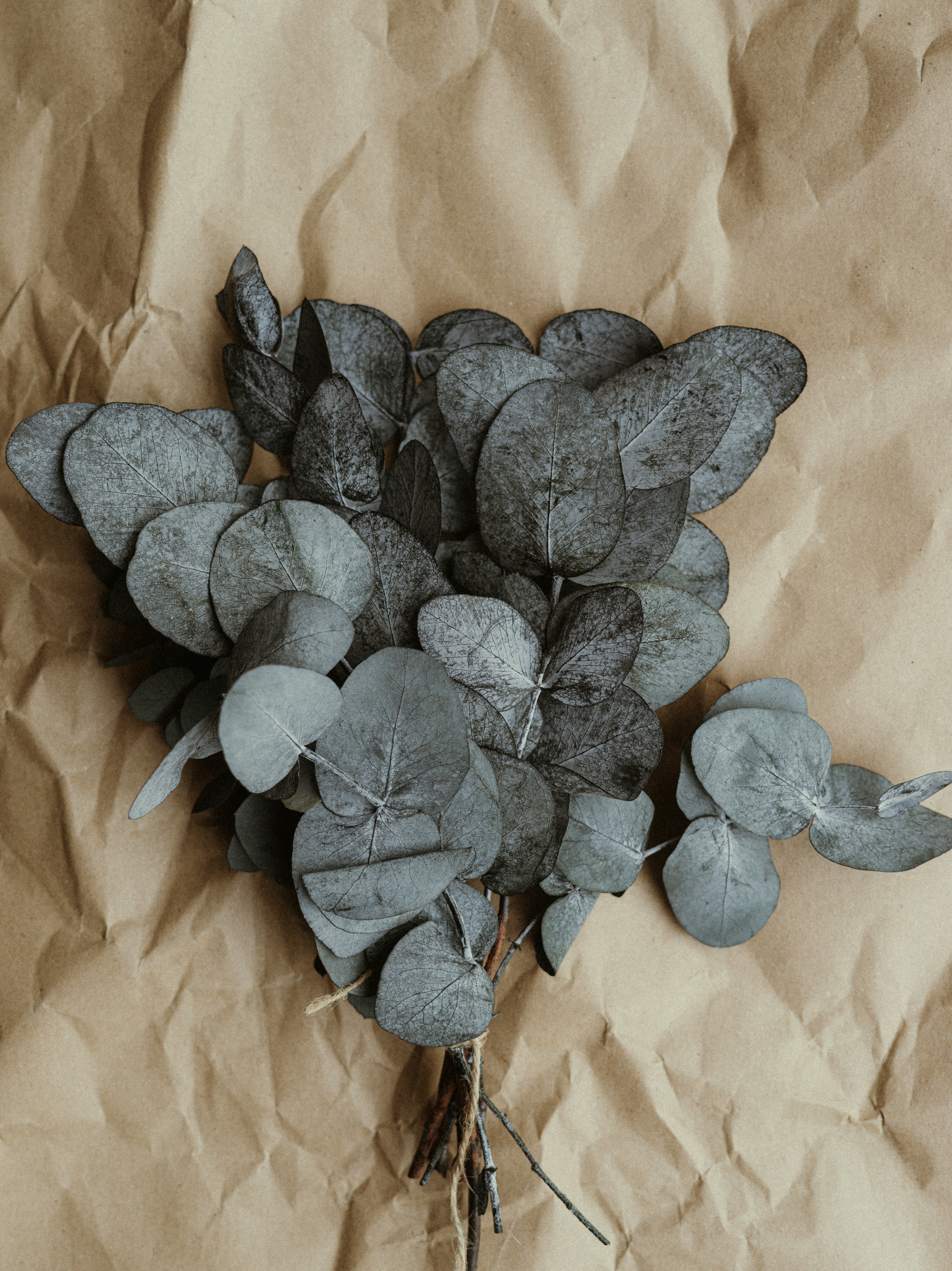Eucalyptus Bouquet on Wrinkled Kraft Paper: Quiet Tones and Round Leaves